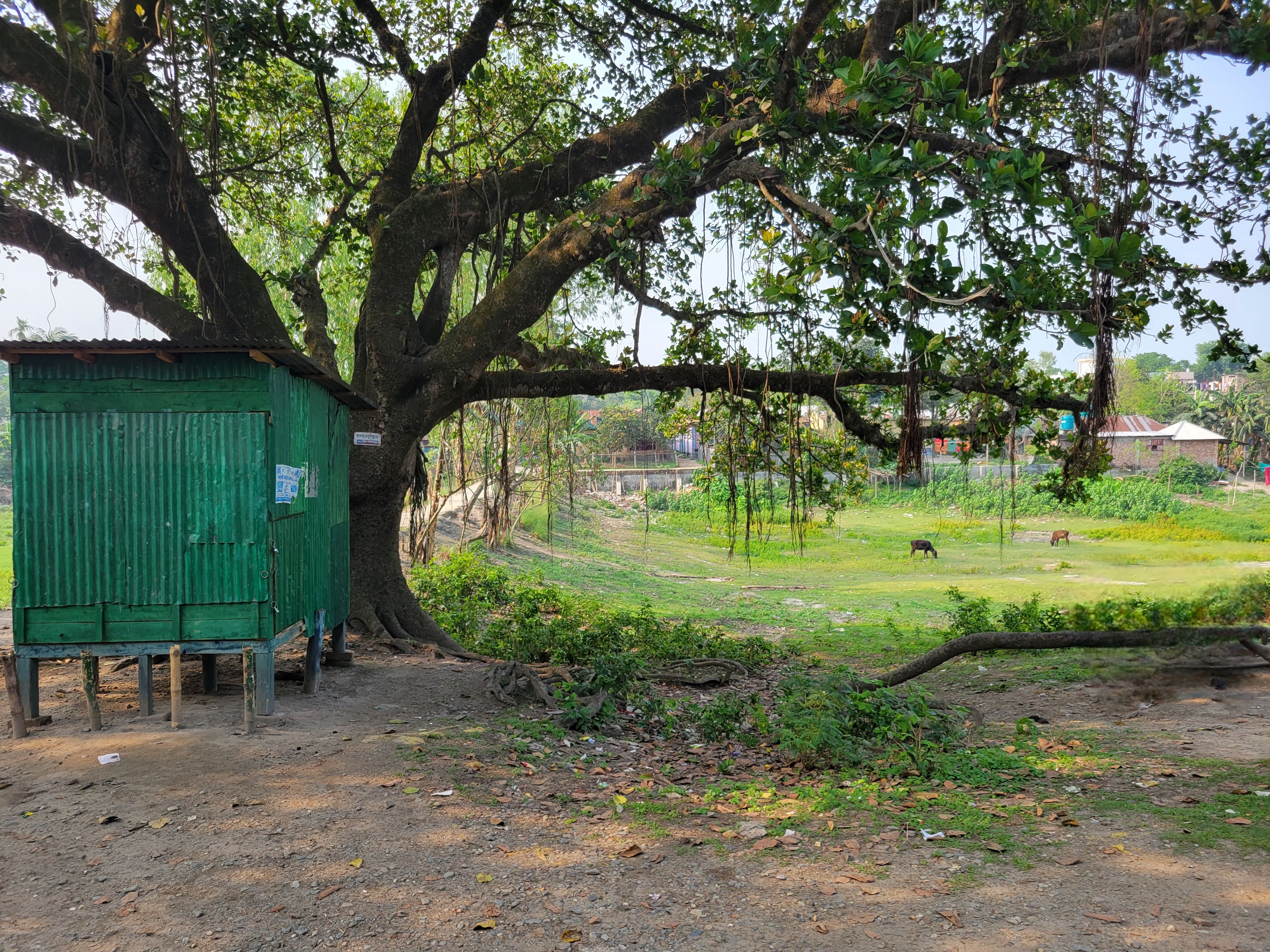 Rustic Green Shed Under Sprawling Tree · Free Stock Photo