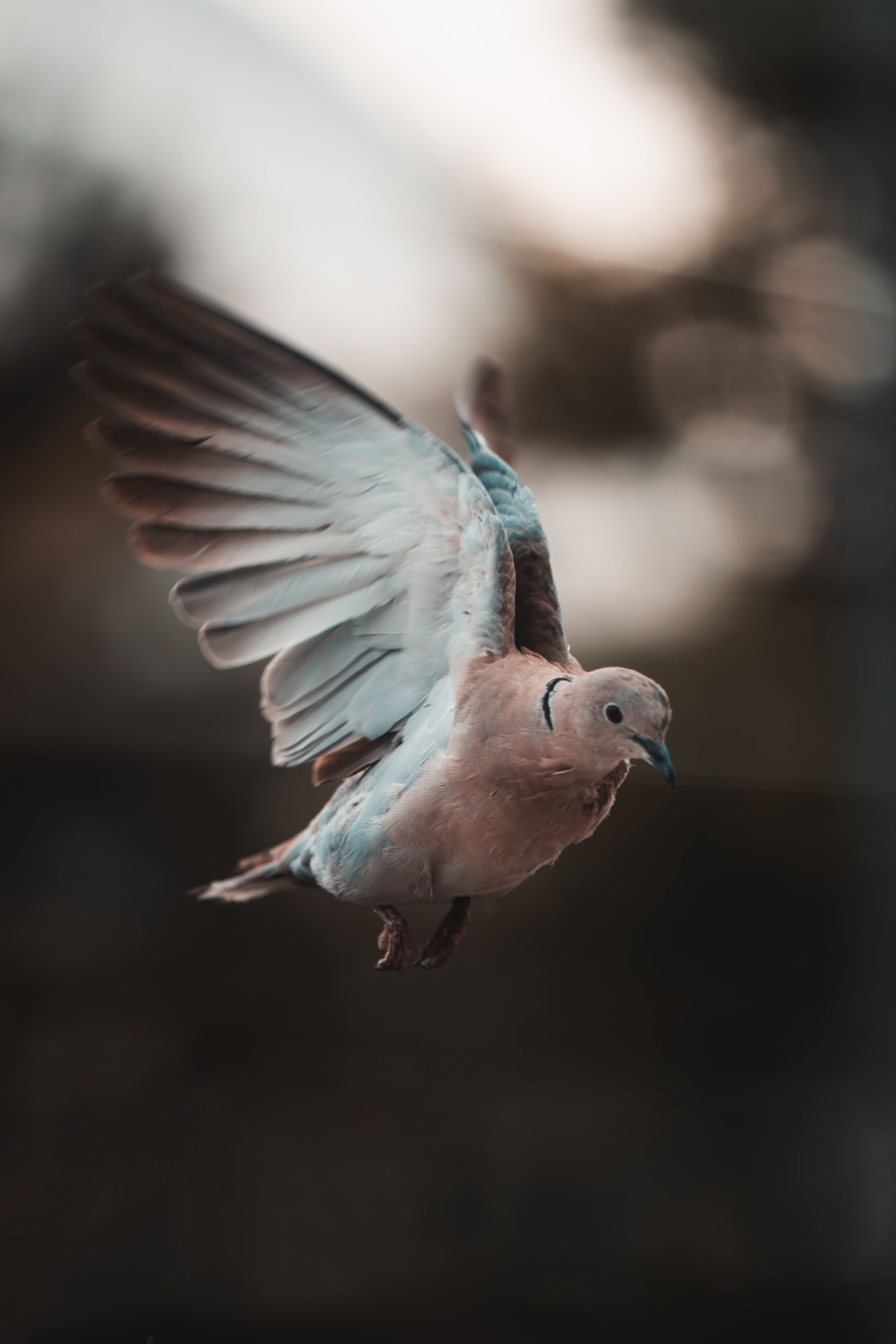 Close-up of a Dove in Flight · Free Stock Photo