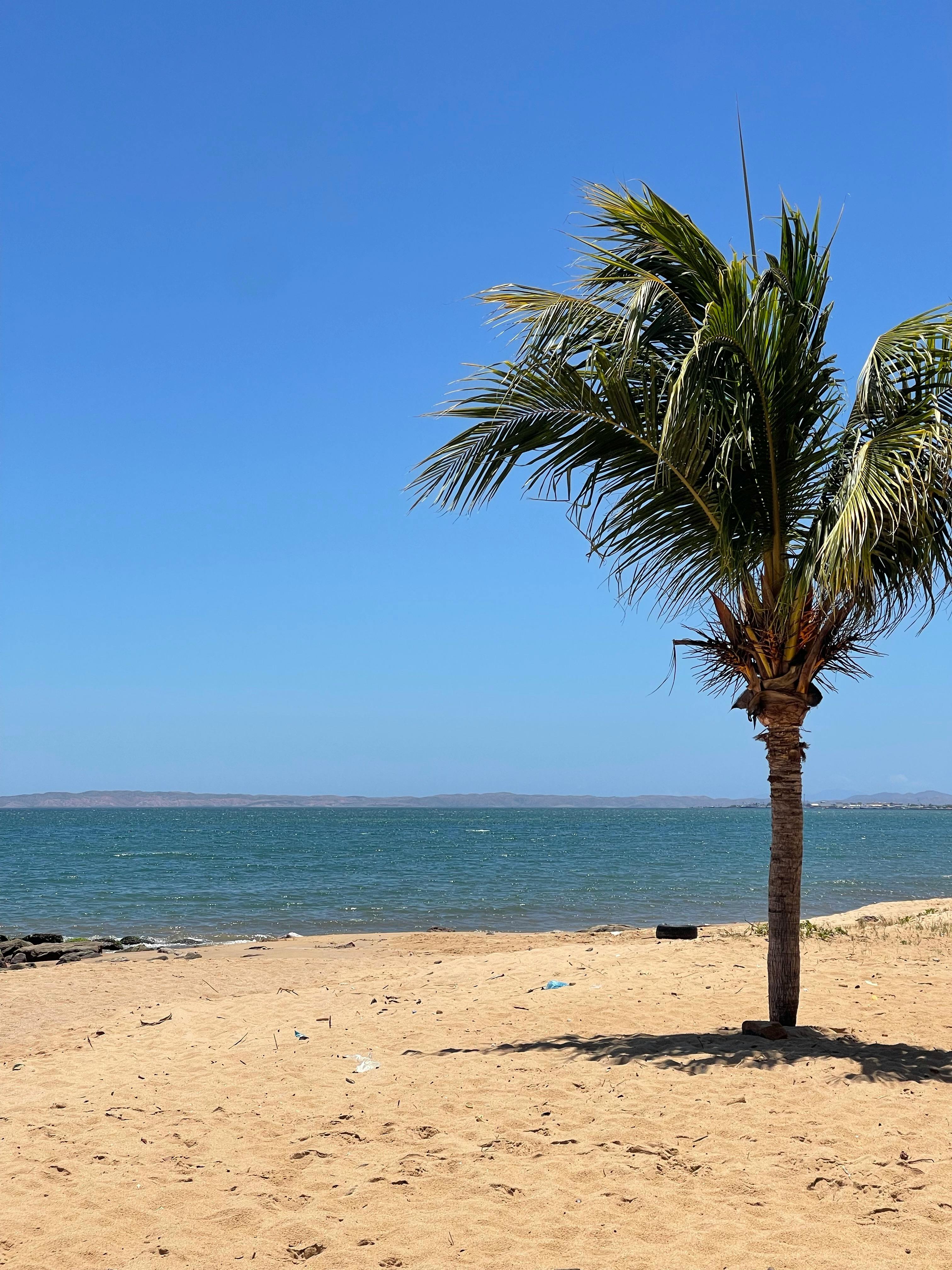 Tabel Tree Photos, Download The BEST Free Tabel Tree Stock Photos & HD ...