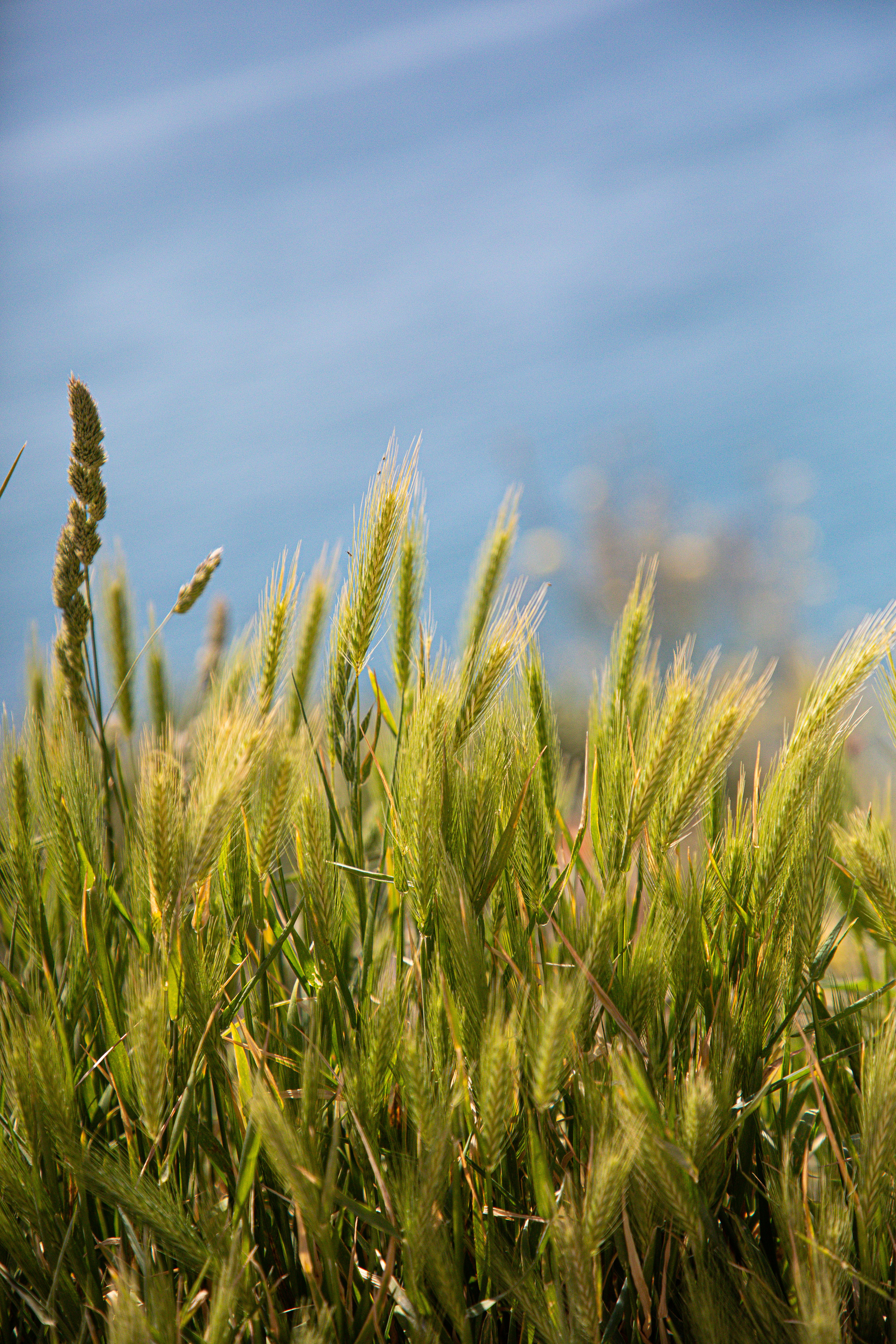Close-up of Wild Grasses Against Blue Sky · Free Stock Photo