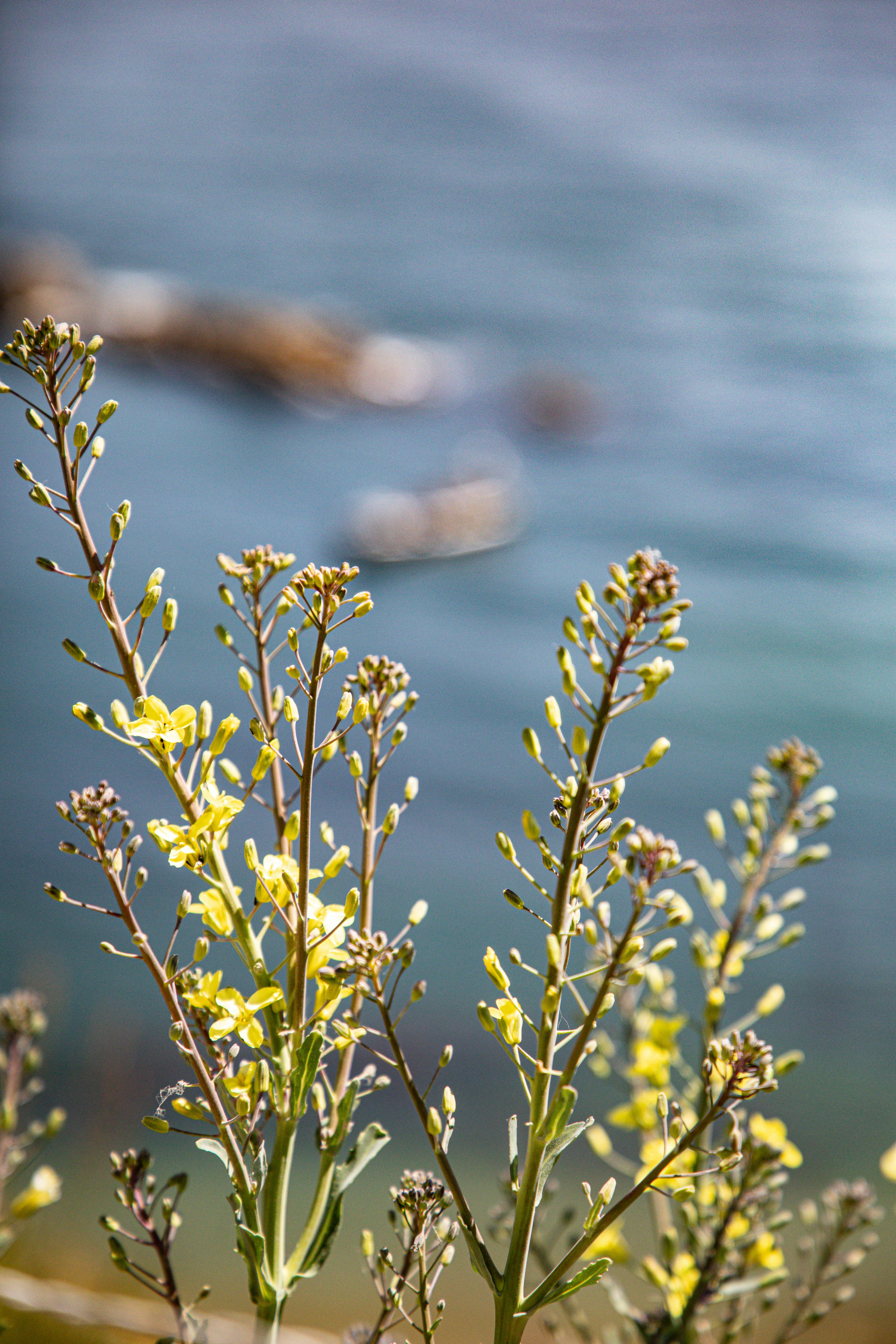 Brassica Rawa Photos, Download The BEST Free Brassica Rawa Stock Photos ...