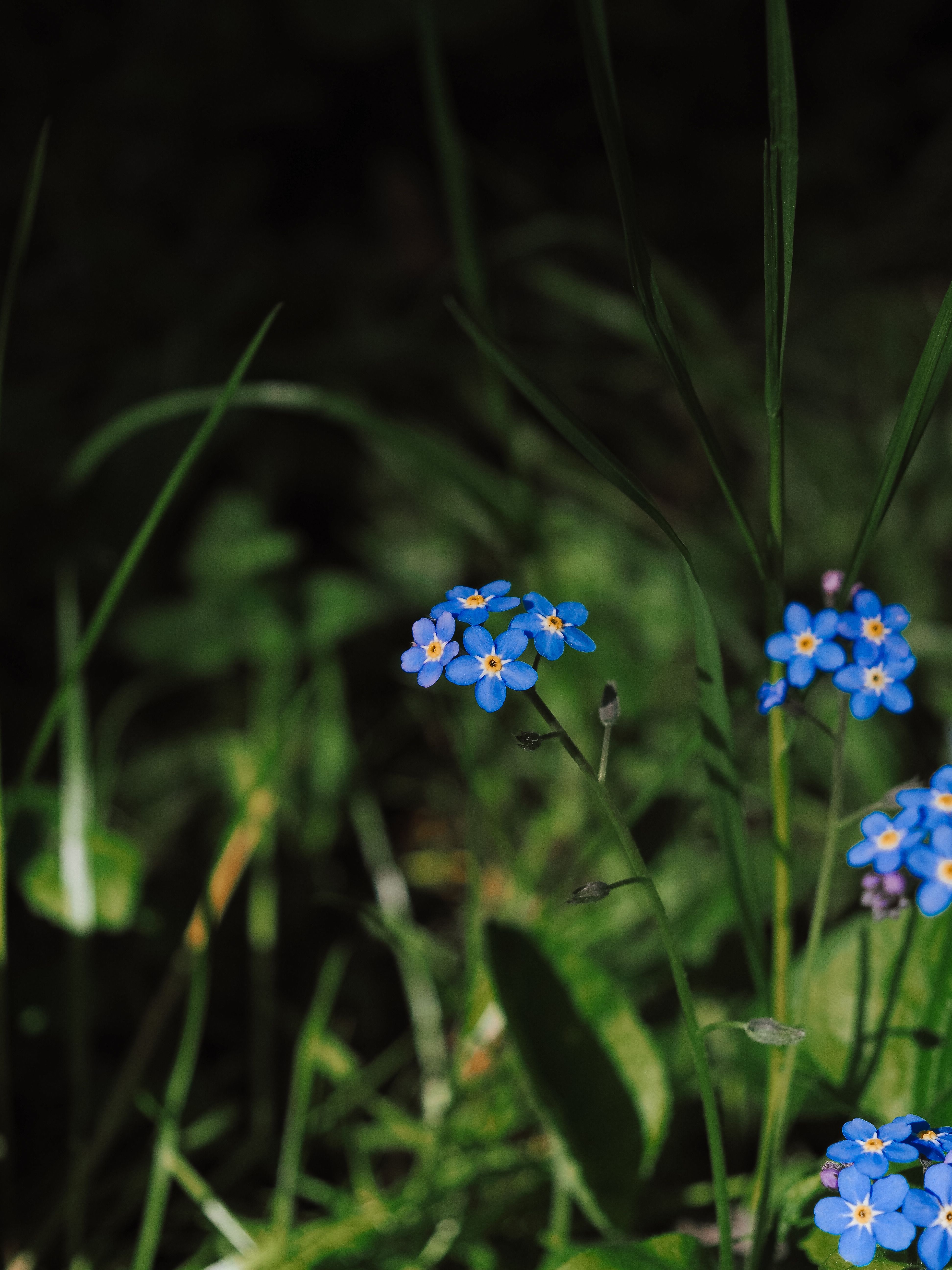 Close-Up of Blue Forget-Me-Not Flowers in Garden · Free Stock Photo