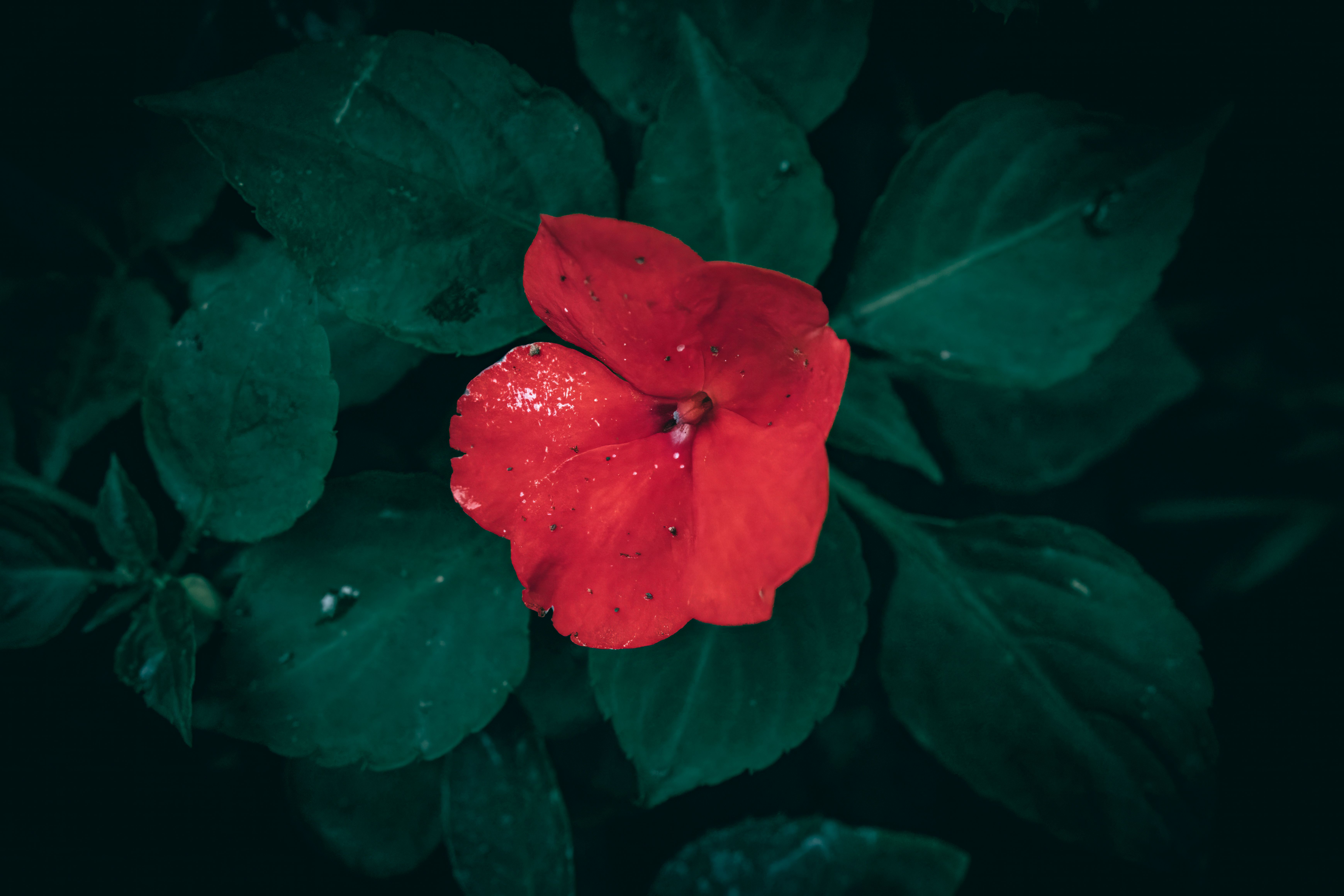 Vibrant Red Busy Lizzy Flower in Lush Garden · Free Stock Photo