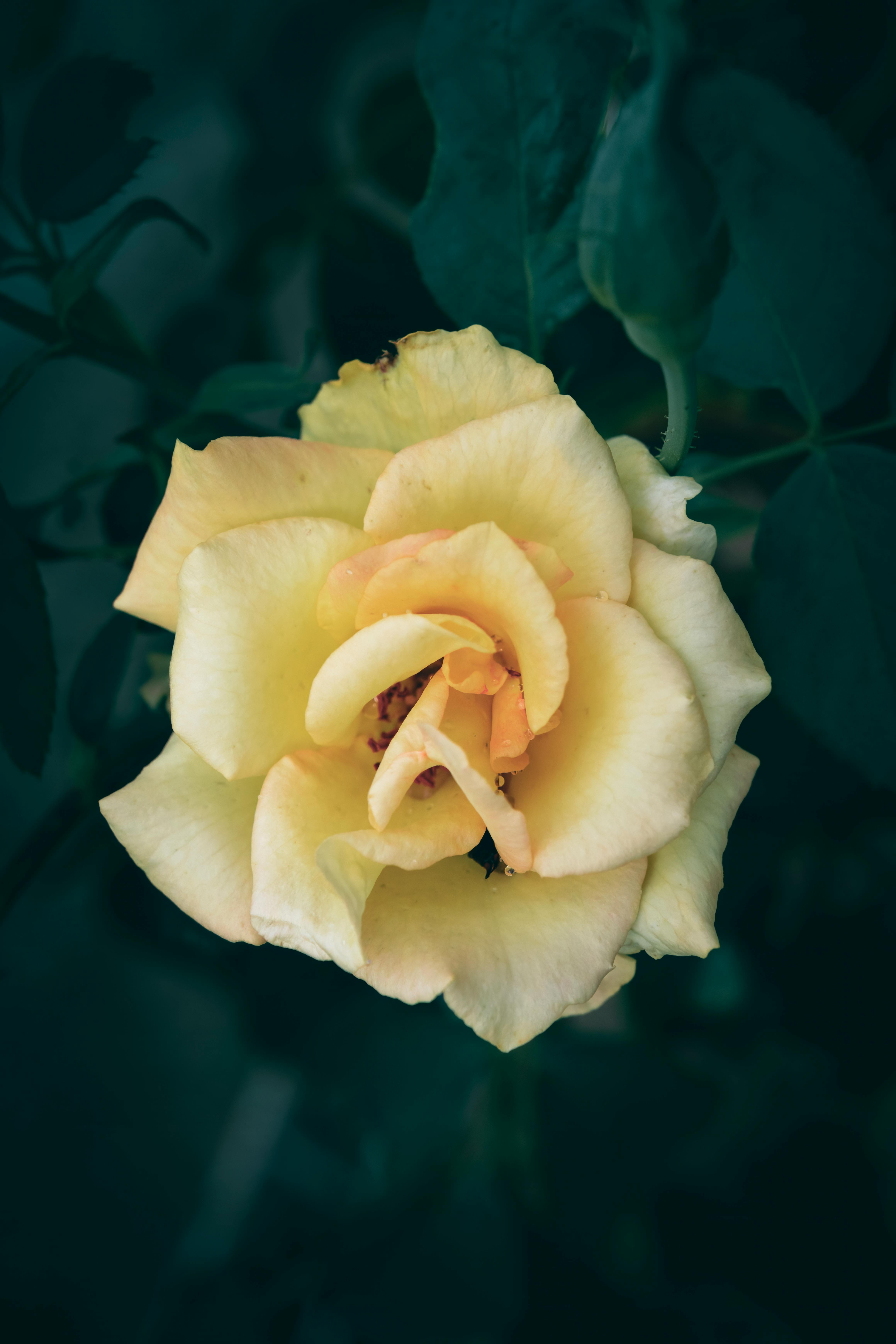 Close-up of a Blooming Yellow Rose in Dark Background · Free Stock Photo