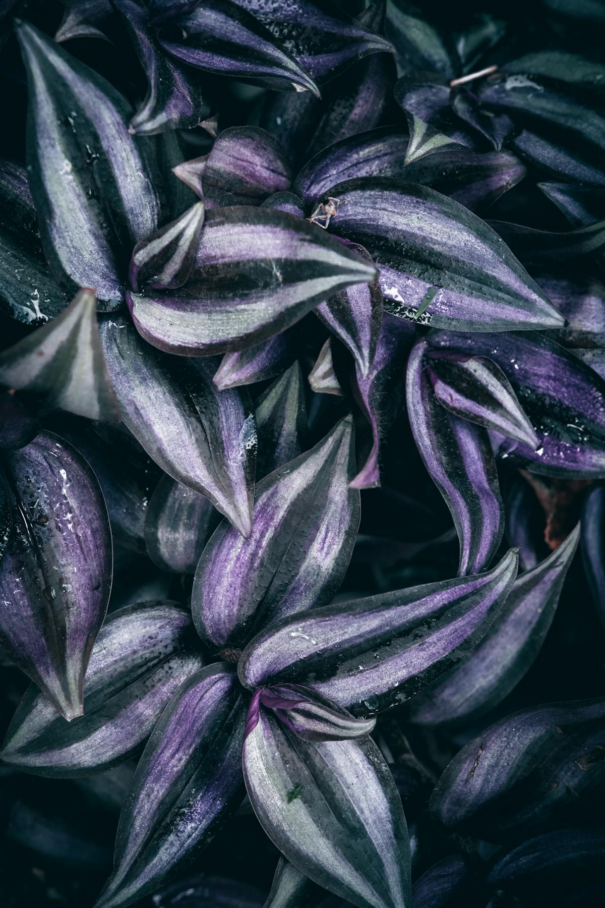 Solid Purple Background Photos, Download The BEST Free Solid Purple ...