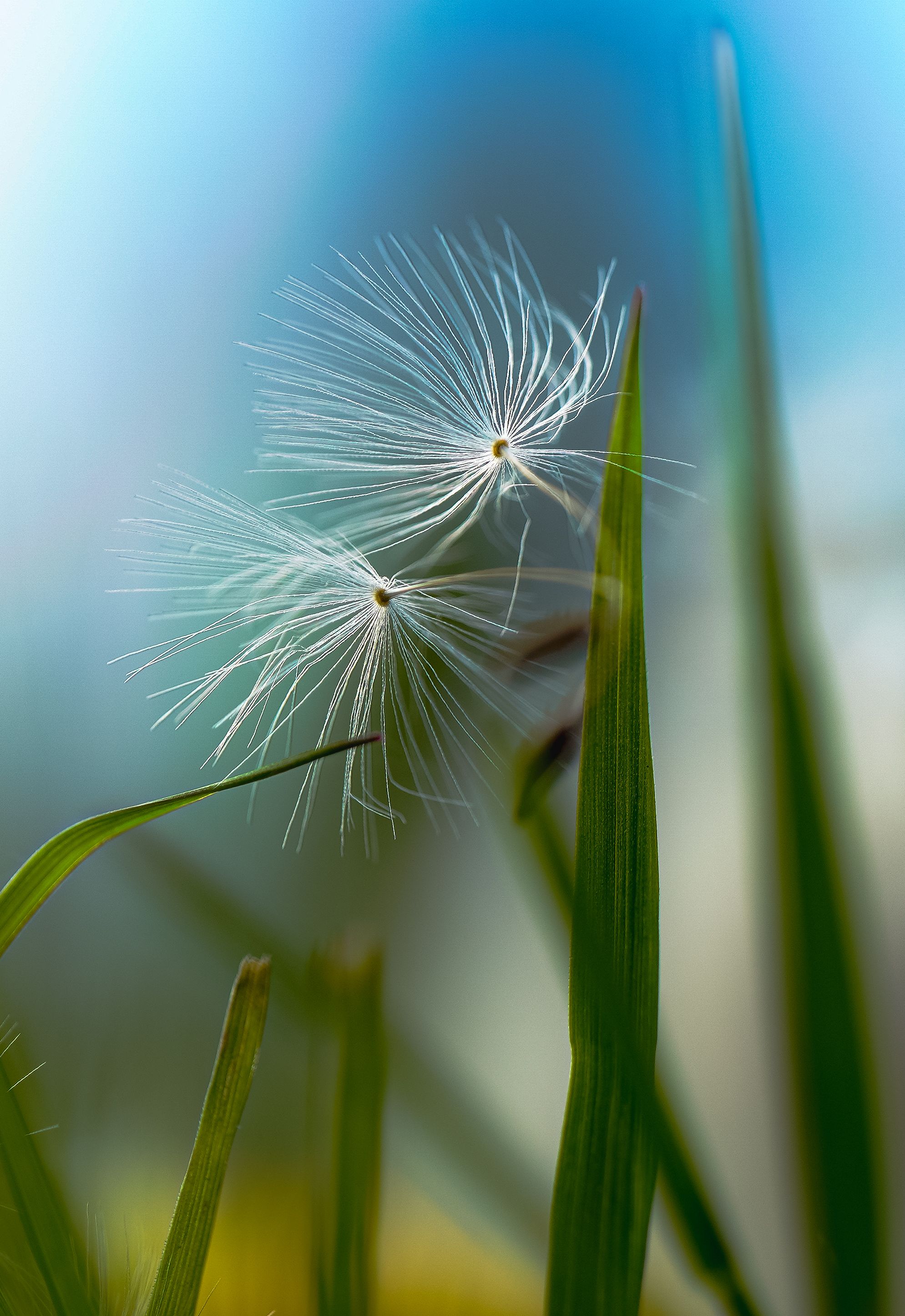 Seeds Images Photos, Download The BEST Free Seeds Images Stock Photos ...