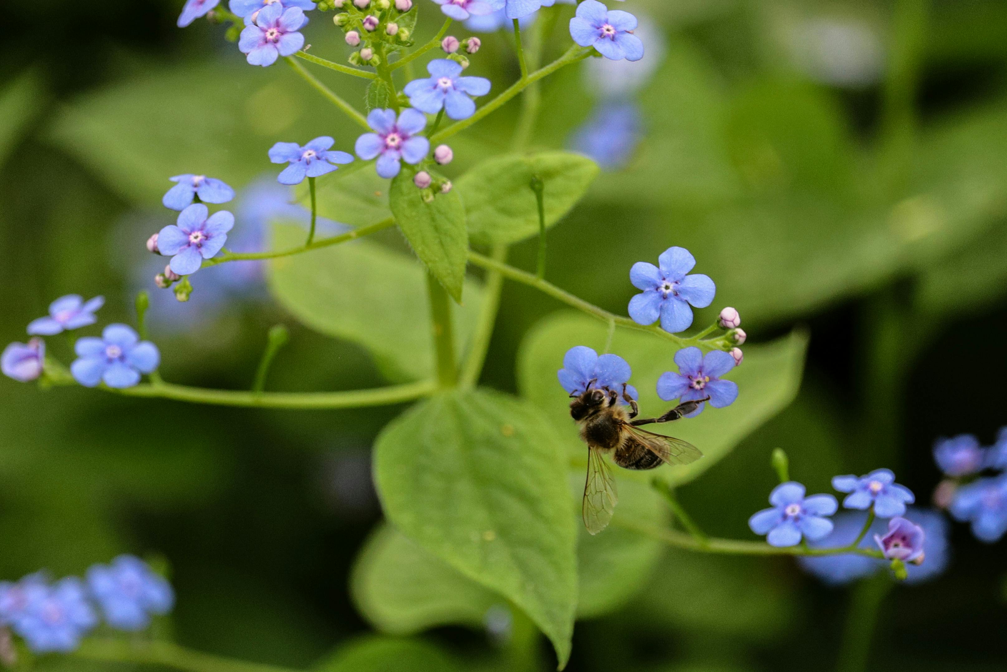 Humming Insect Photos, Download The BEST Free Humming Insect Stock ...