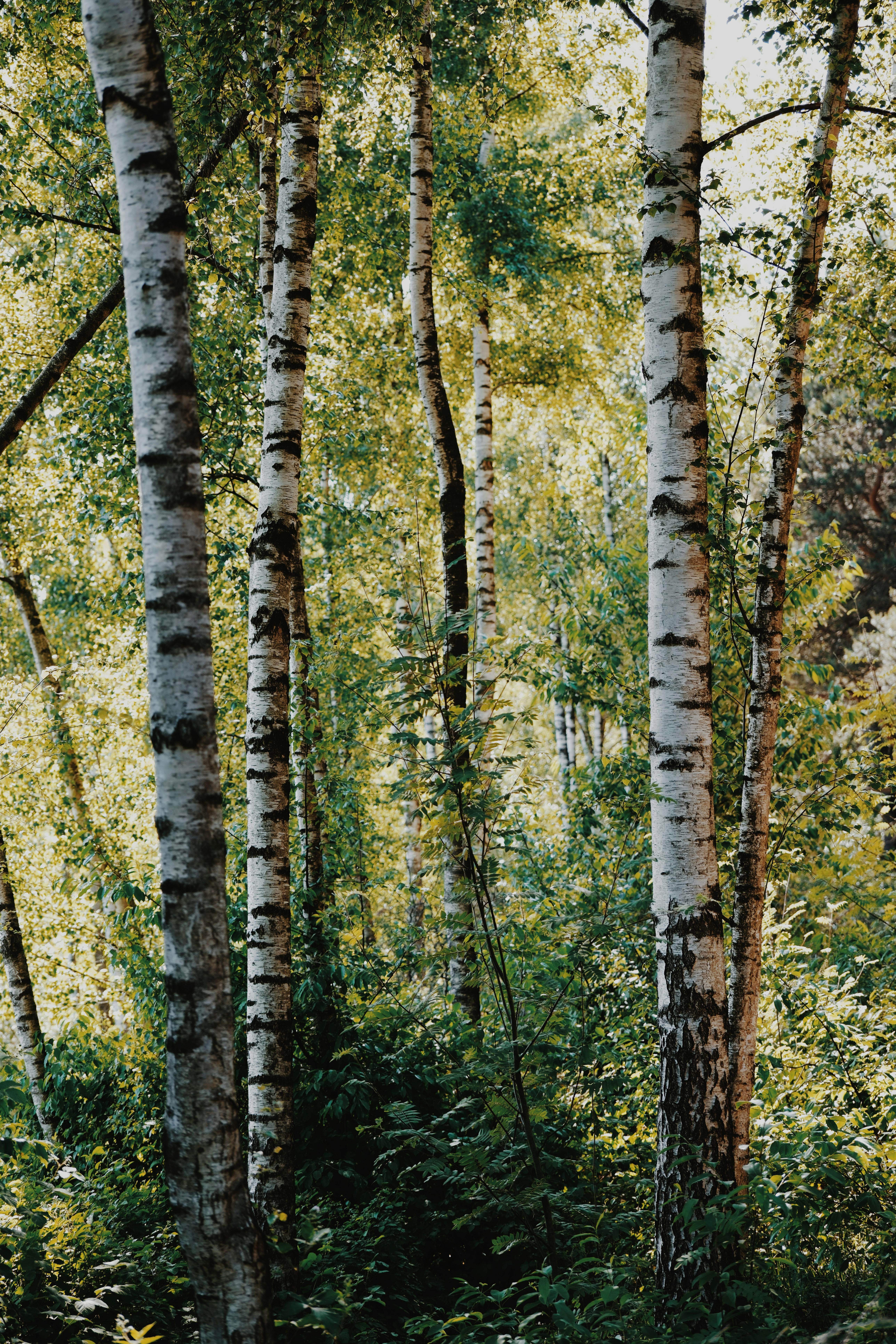 Scenic Birch Forest in Dappled Sunlight · Free Stock Photo