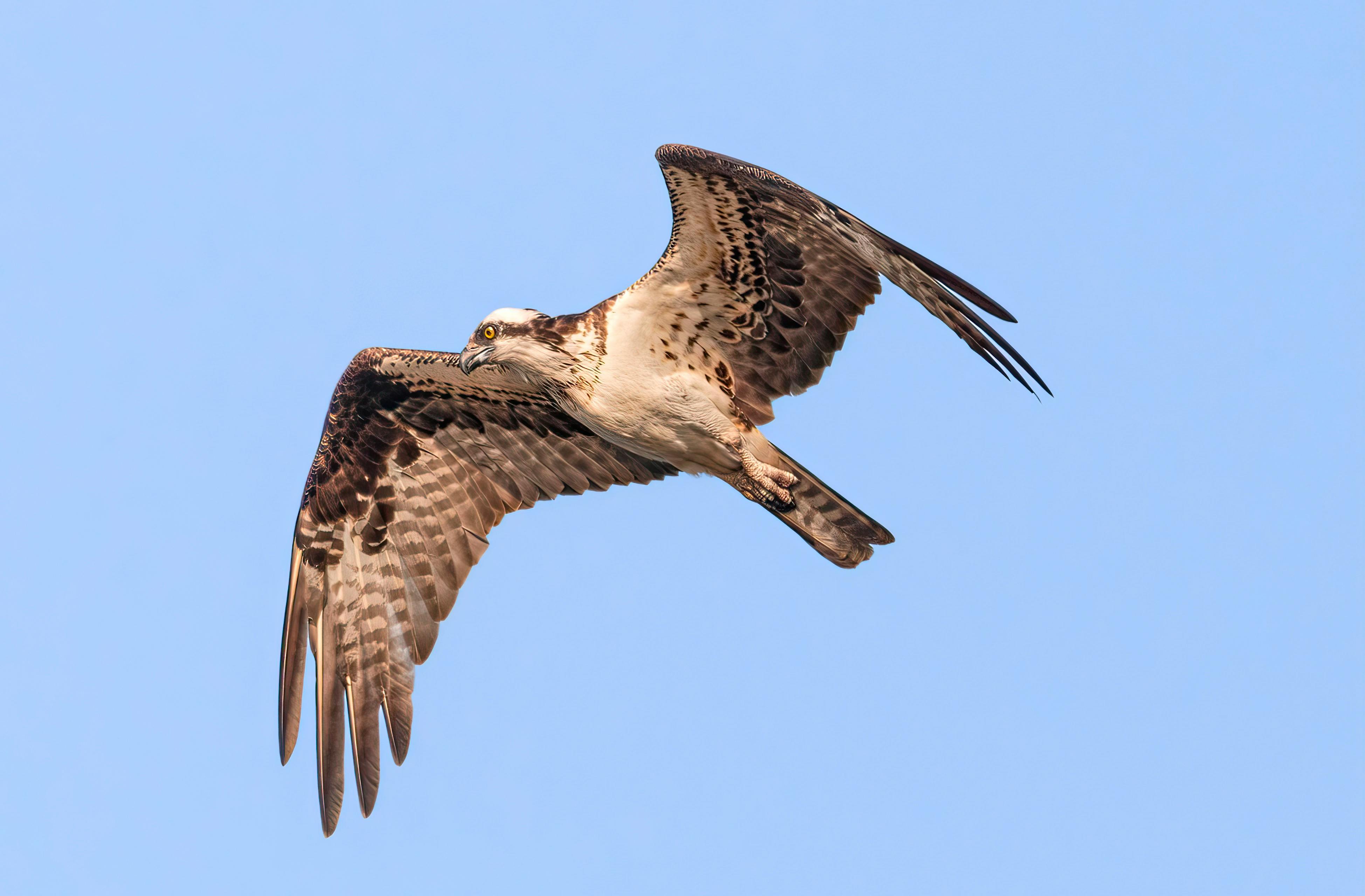 Scary Falcon Bird Photos, Download The BEST Free Scary Falcon Bird ...