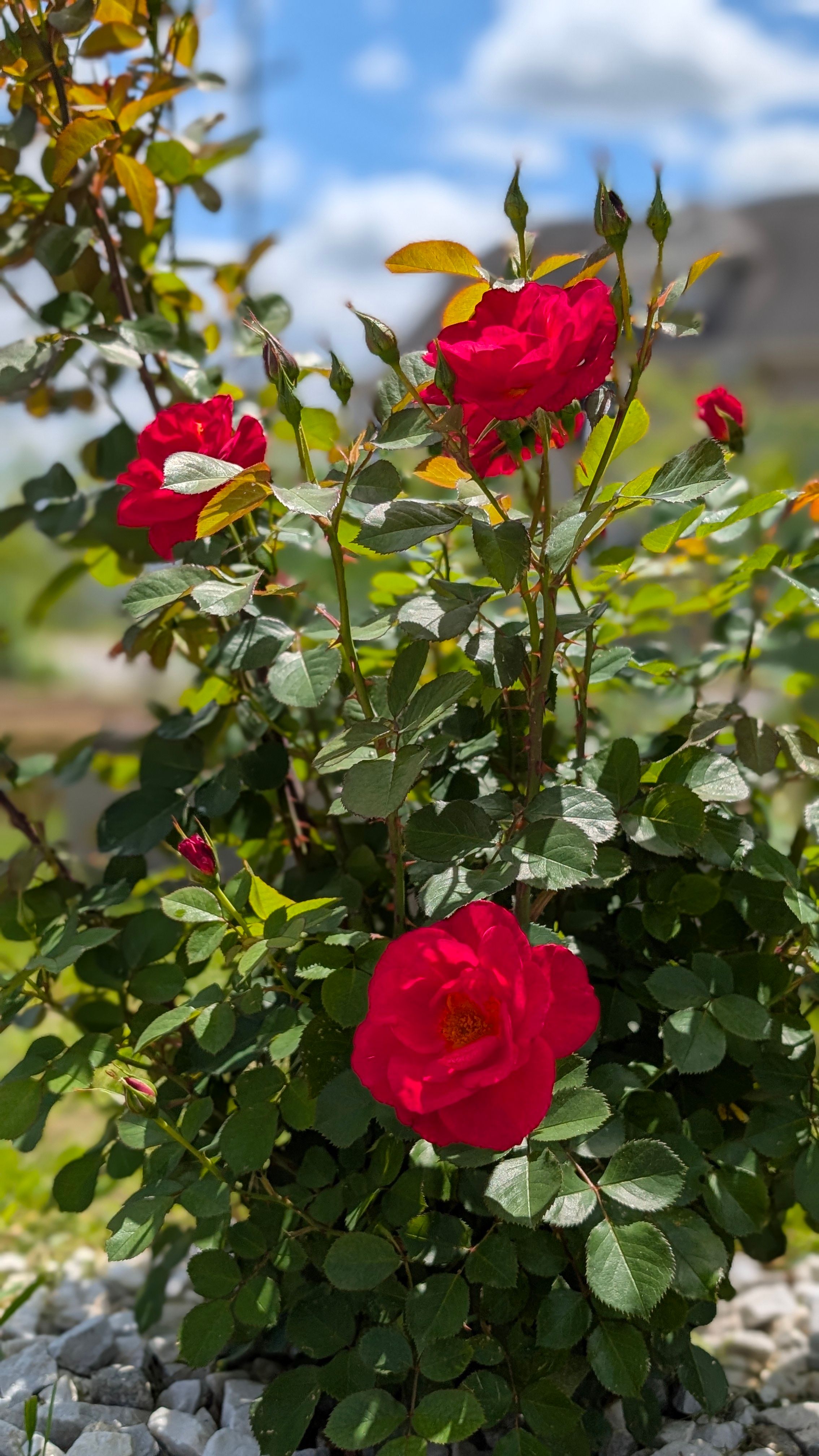 Bright Red Roses Blooming in a Lush Garden · Free Stock Photo