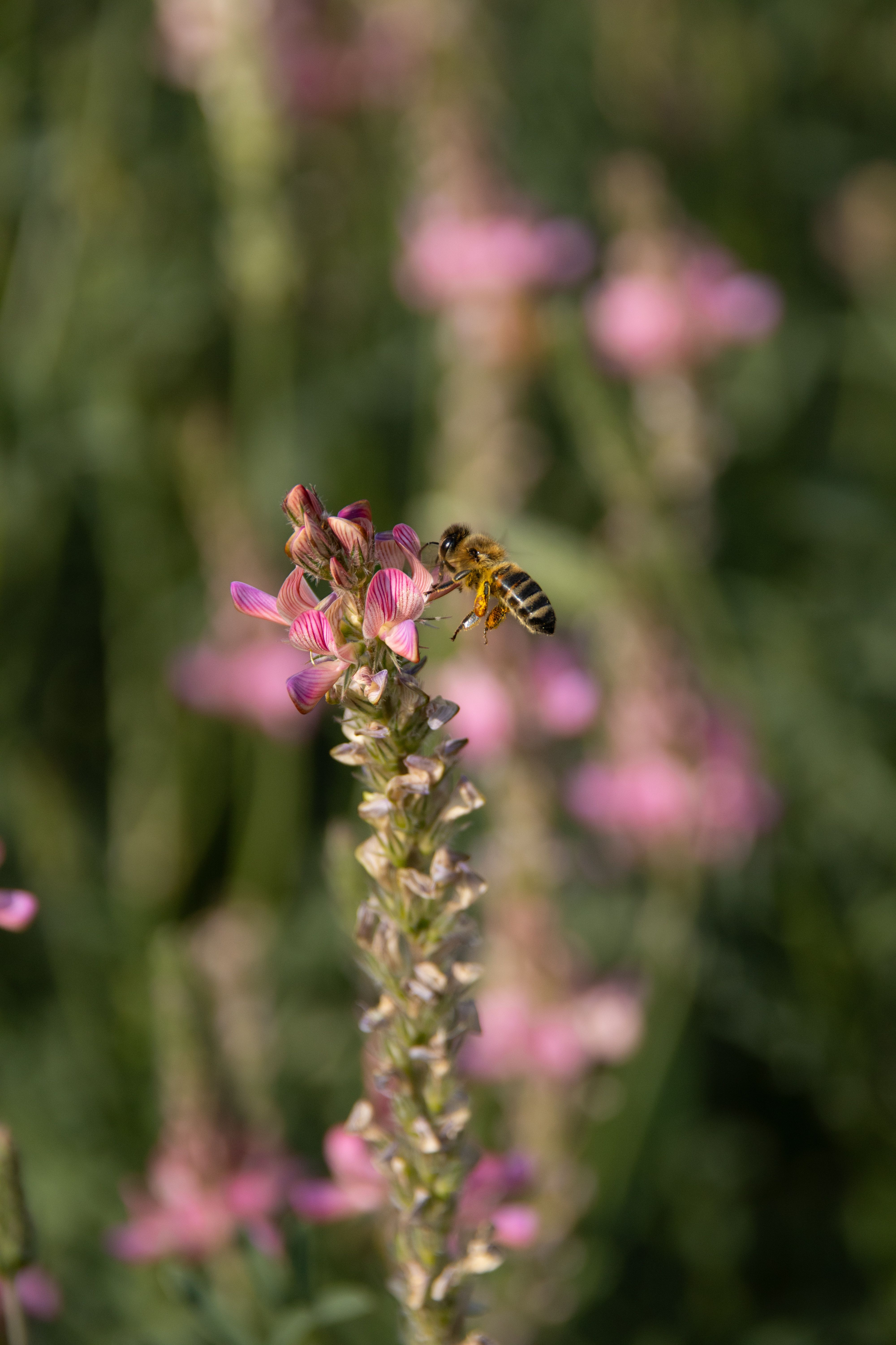 Bee Pollinating Pink Flower in Spring · Free Stock Photo