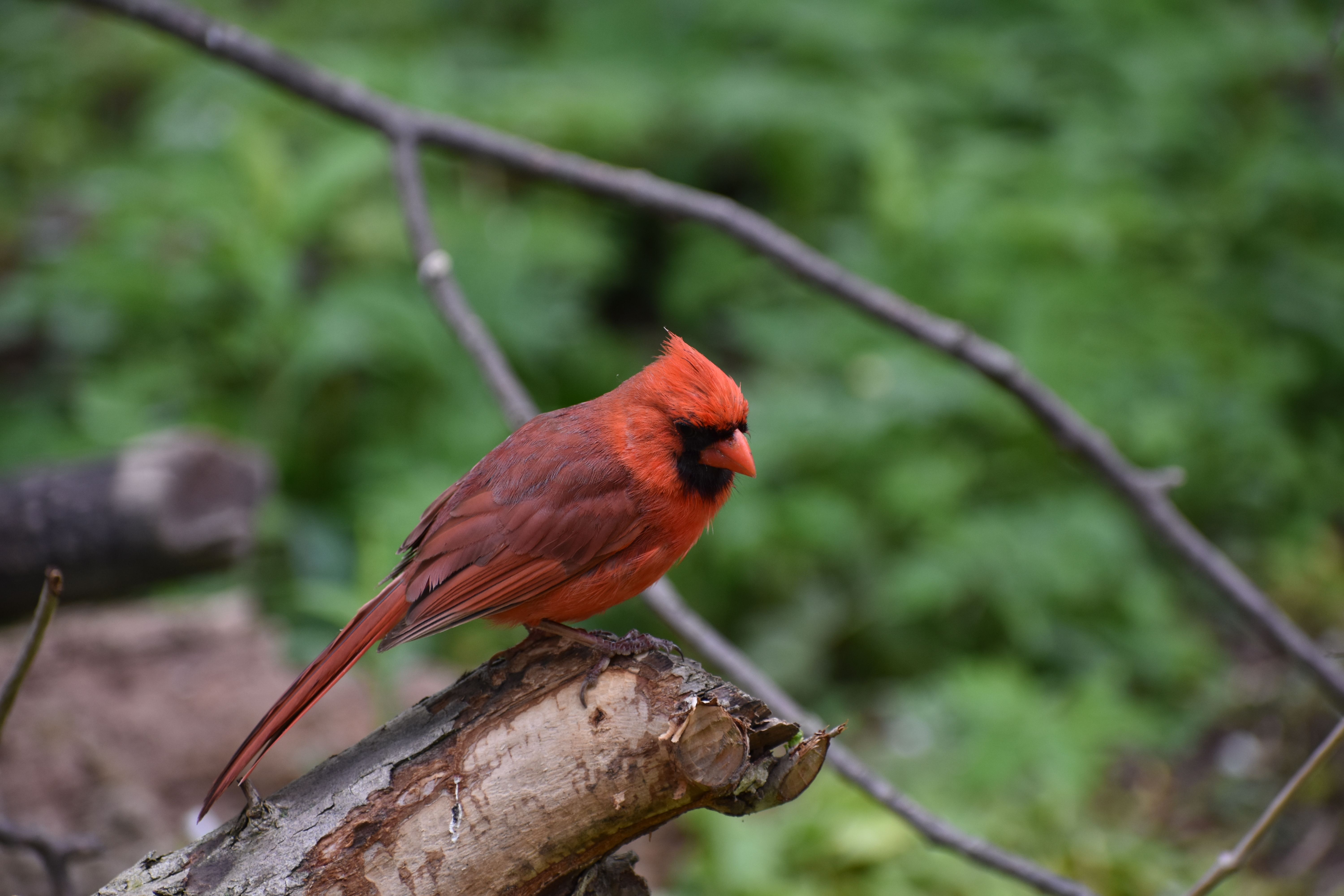 Northern Cardinal in Lush Greenery · Free Stock Photo