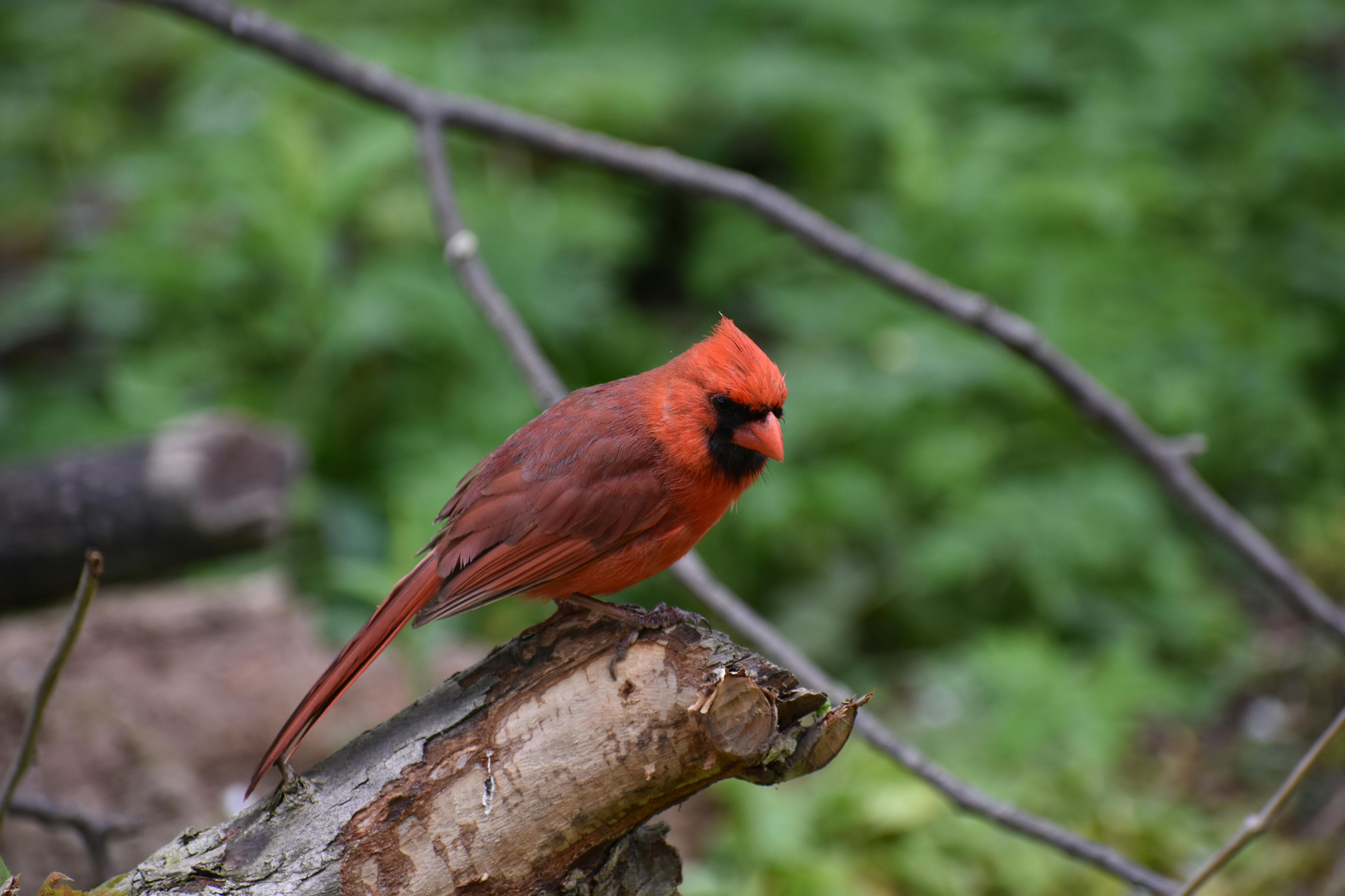 Red Crested Cardinal: Amazing Facts and Information