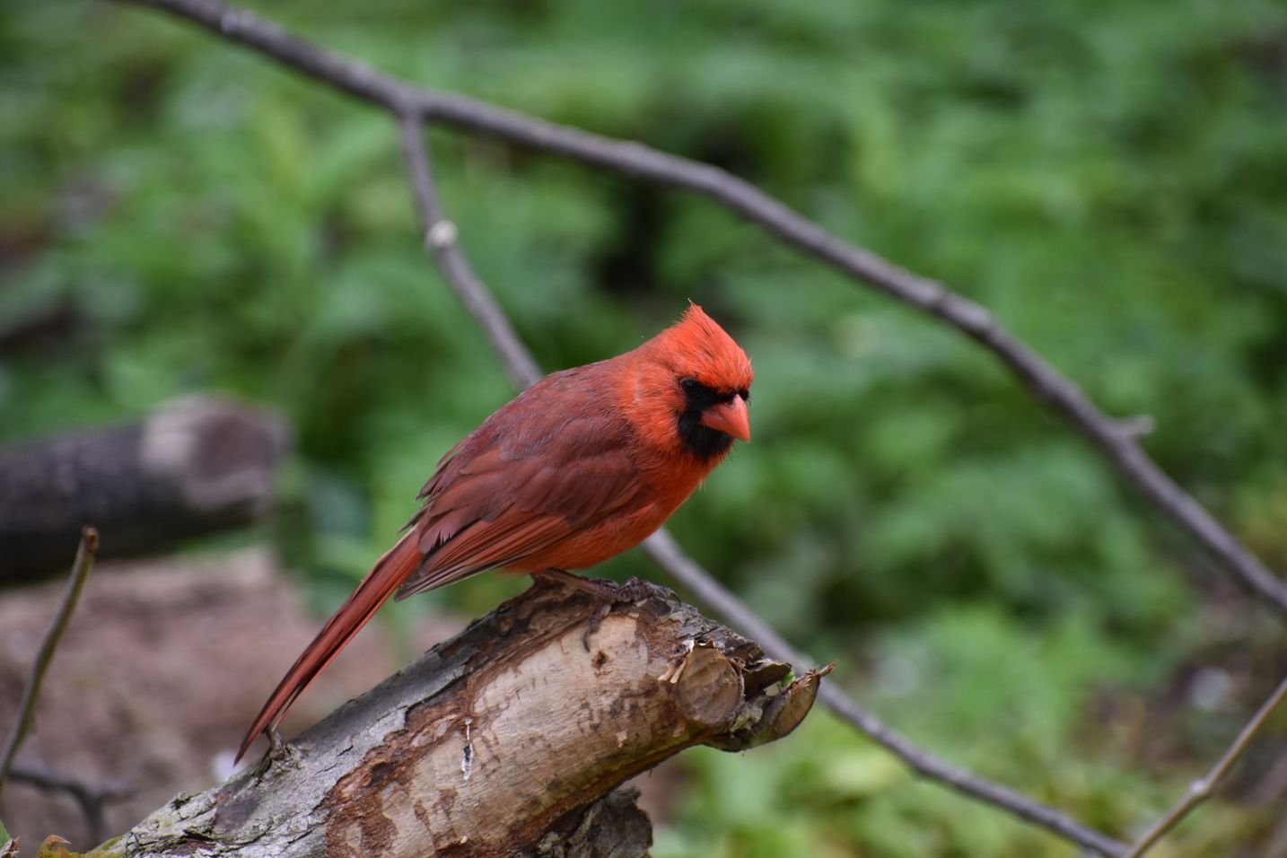 Red Crested Cardinal: Amazing Facts and Information