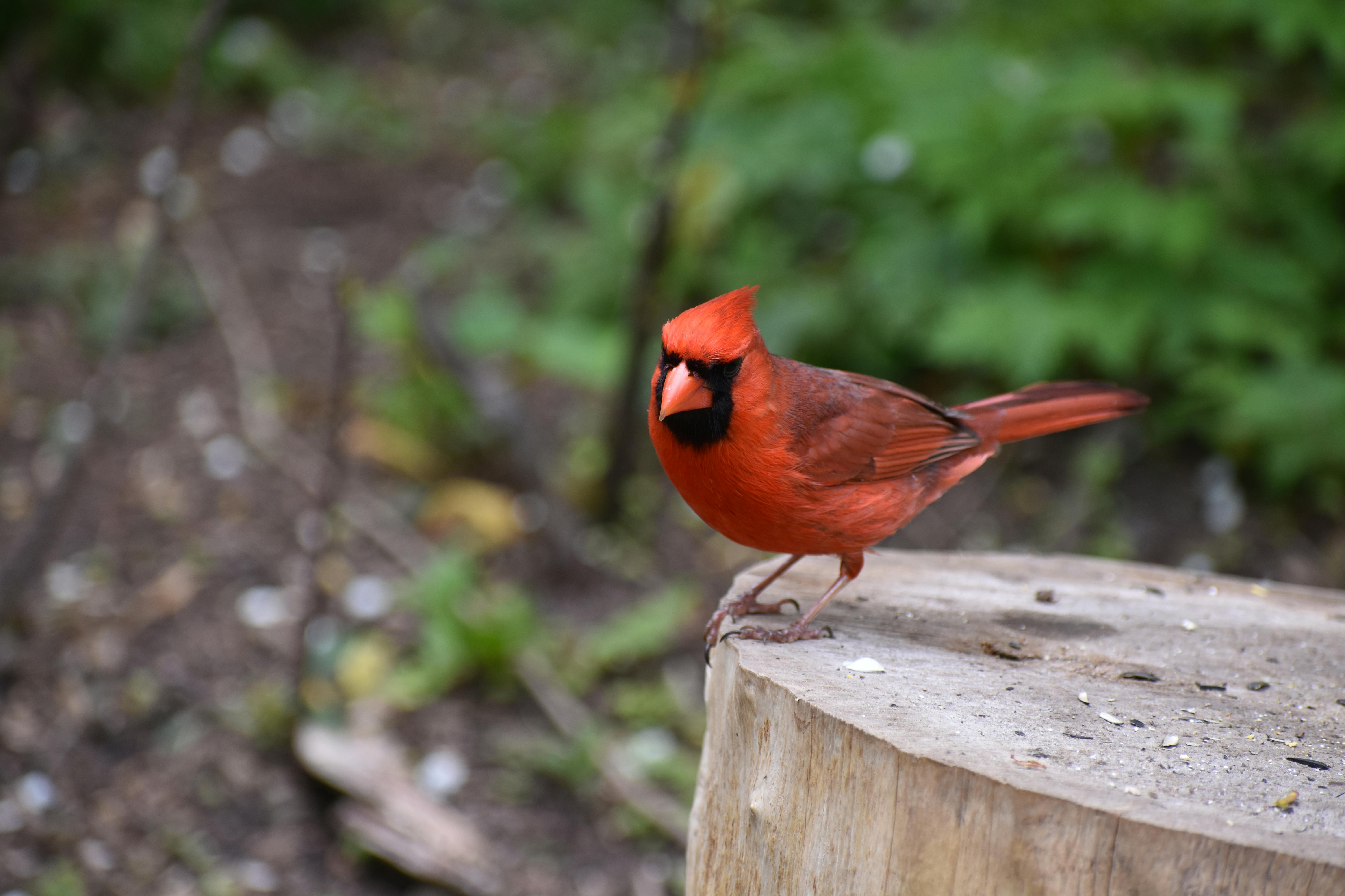 Vibrant Northern Cardinal on Tree Stump Outdoors · Free Stock Photo