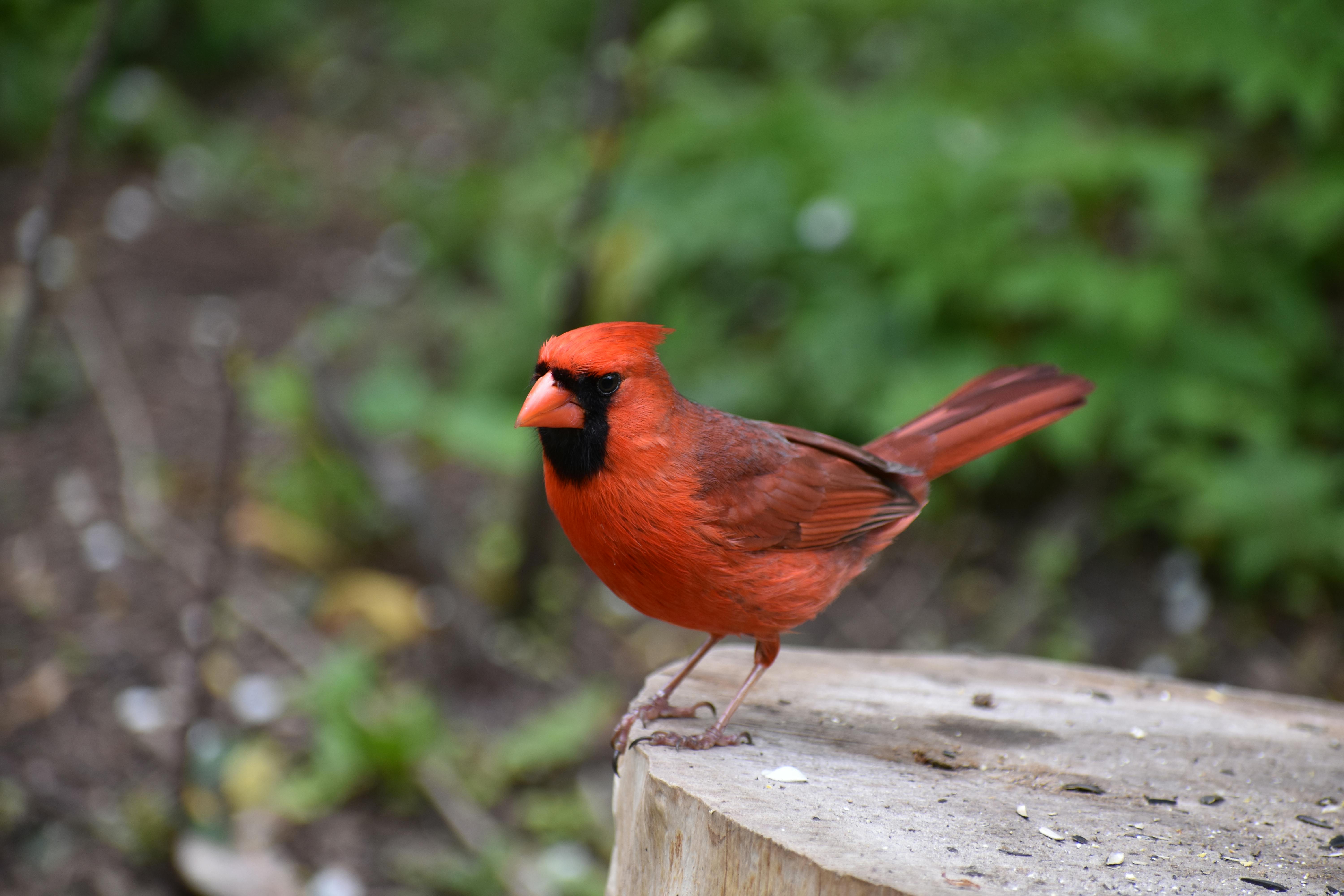 Vibrant Northern Cardinal in Natural Habitat · Free Stock Photo