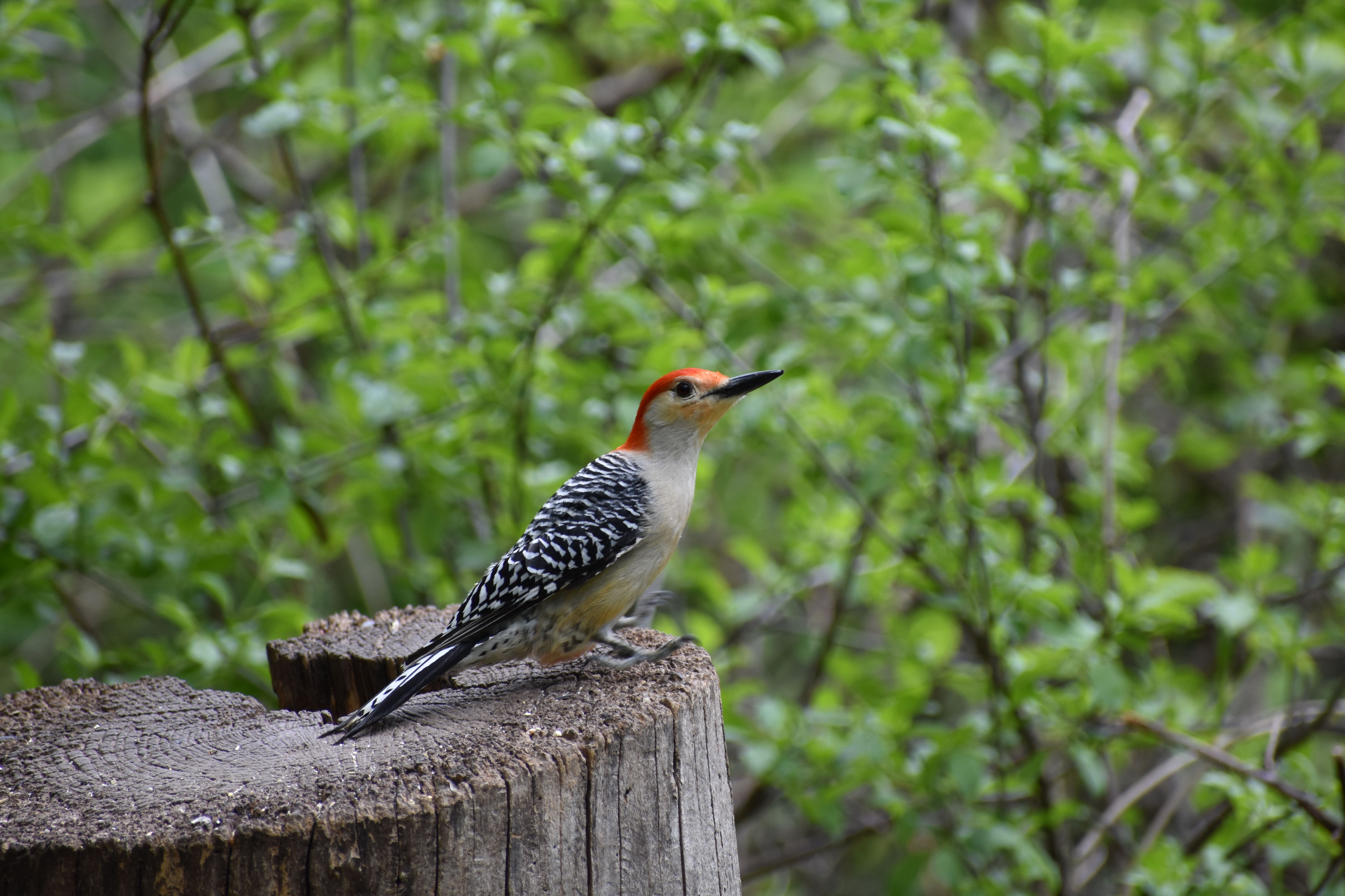 Focus Photography of Northern Flicker · Free Stock Photo