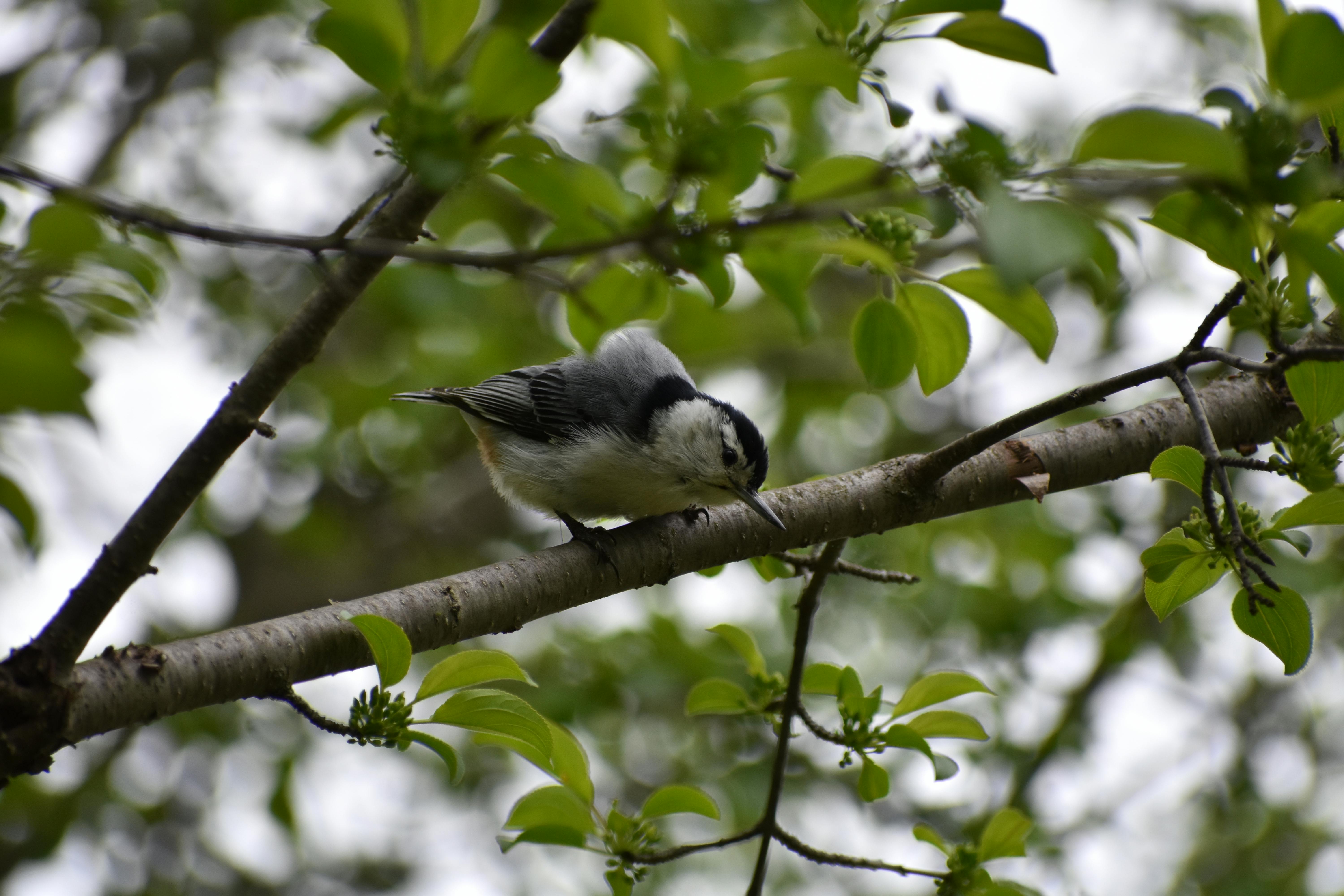 Black-Capped Chickadee Perched on Spring Branch · Free Stock Photo