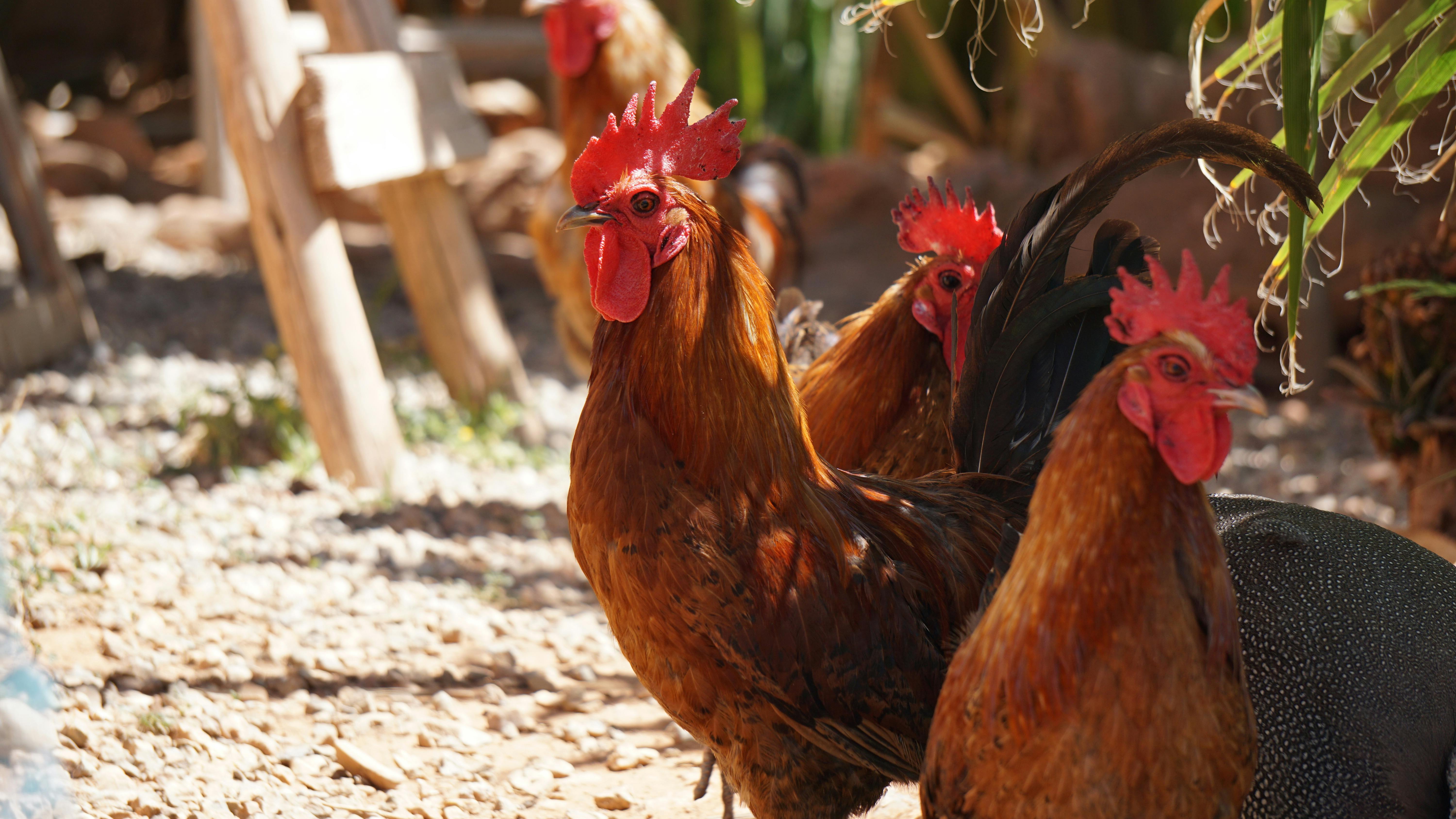 Funny Chicken Photos, Download The BEST Free Funny Chicken Stock Photos ...