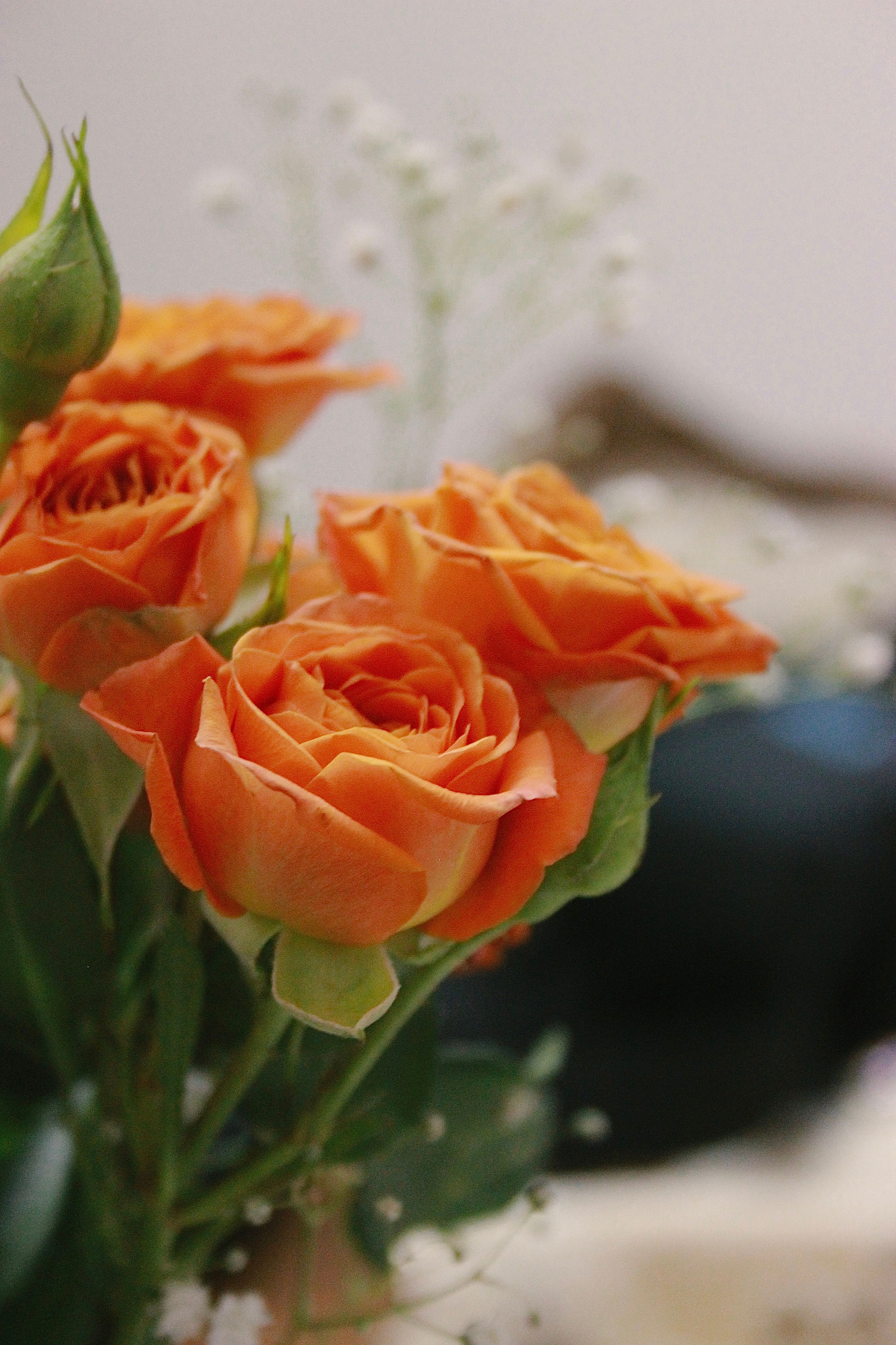 Vibrant Orange Roses with Green Stems Indoors · Free Stock Photo