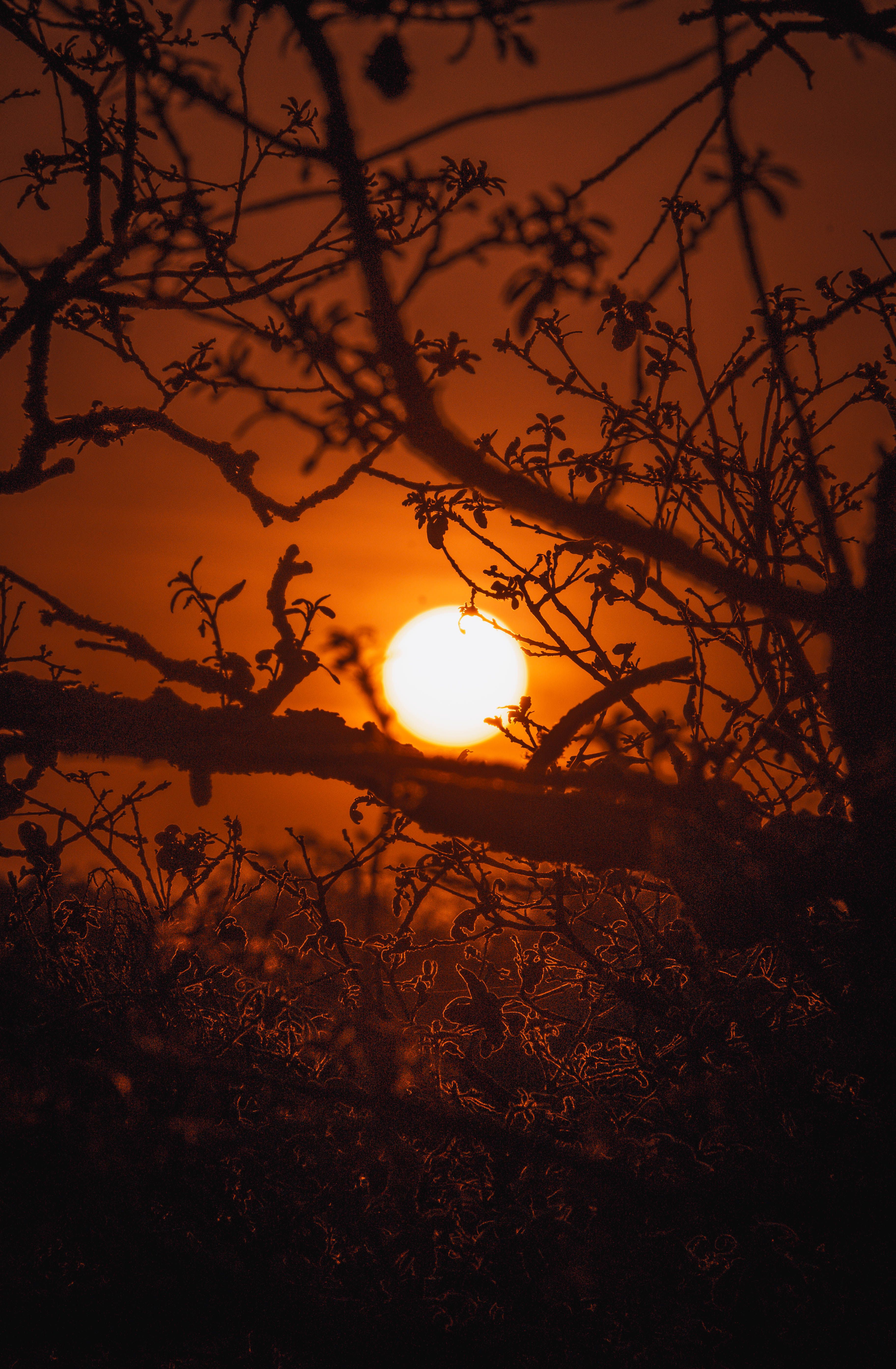 Sunset Through Branches in Guanajuato · Free Stock Photo
