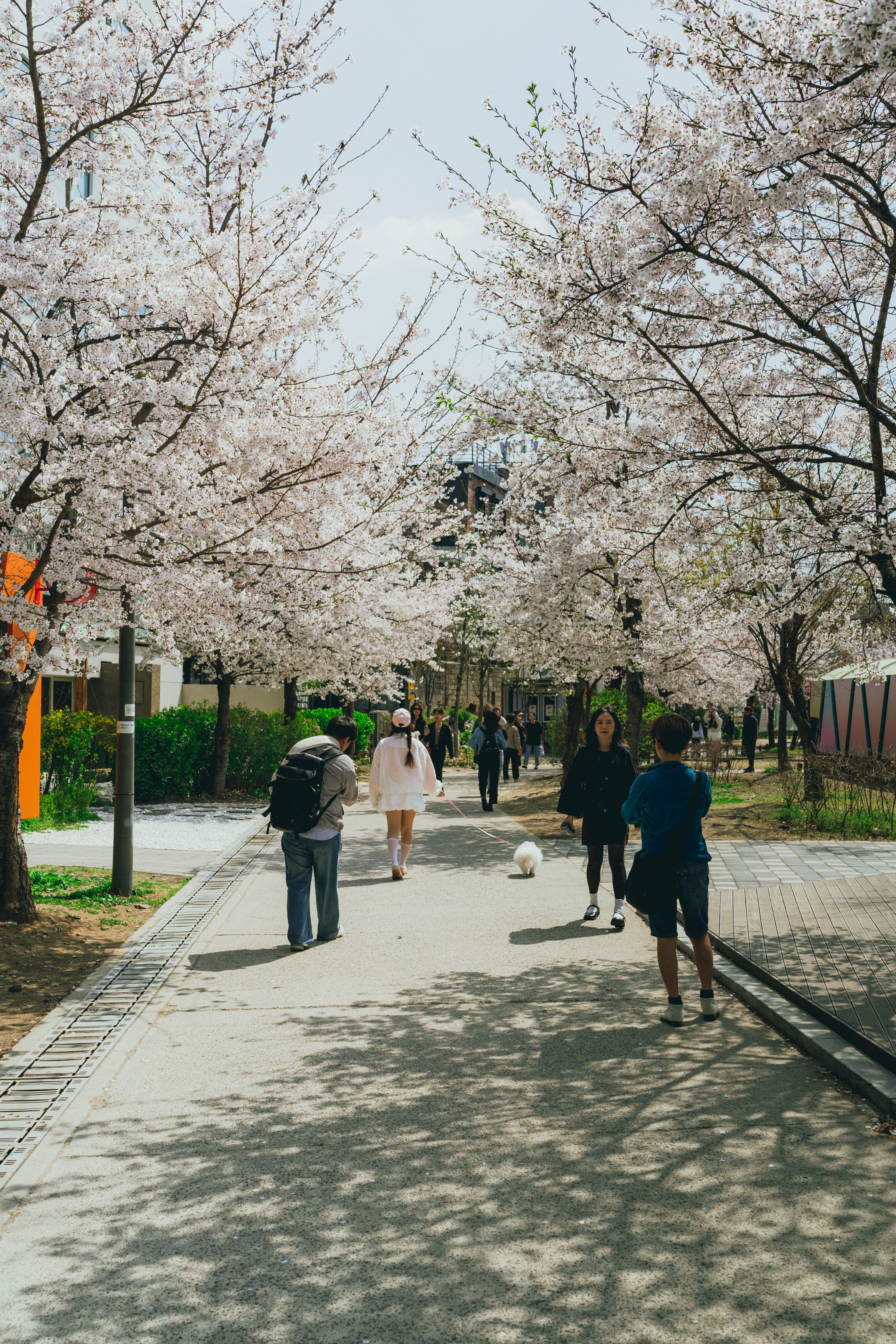 Cherry Blossoms in Bloom on Seoul Street in Spring · Free Stock Photo