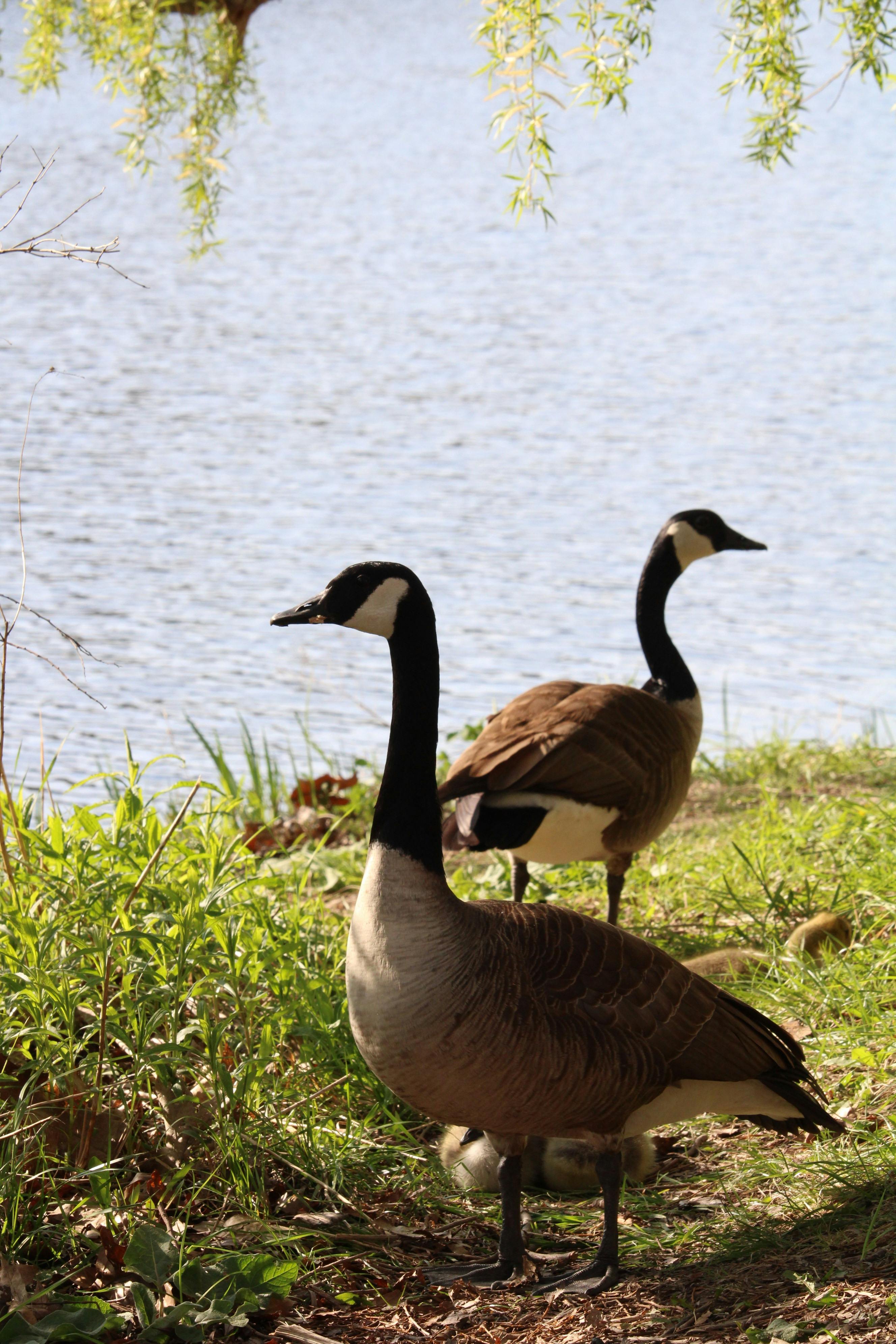 Canada Geese by a Tranquil Lakeside in Spring · Free Stock Photo