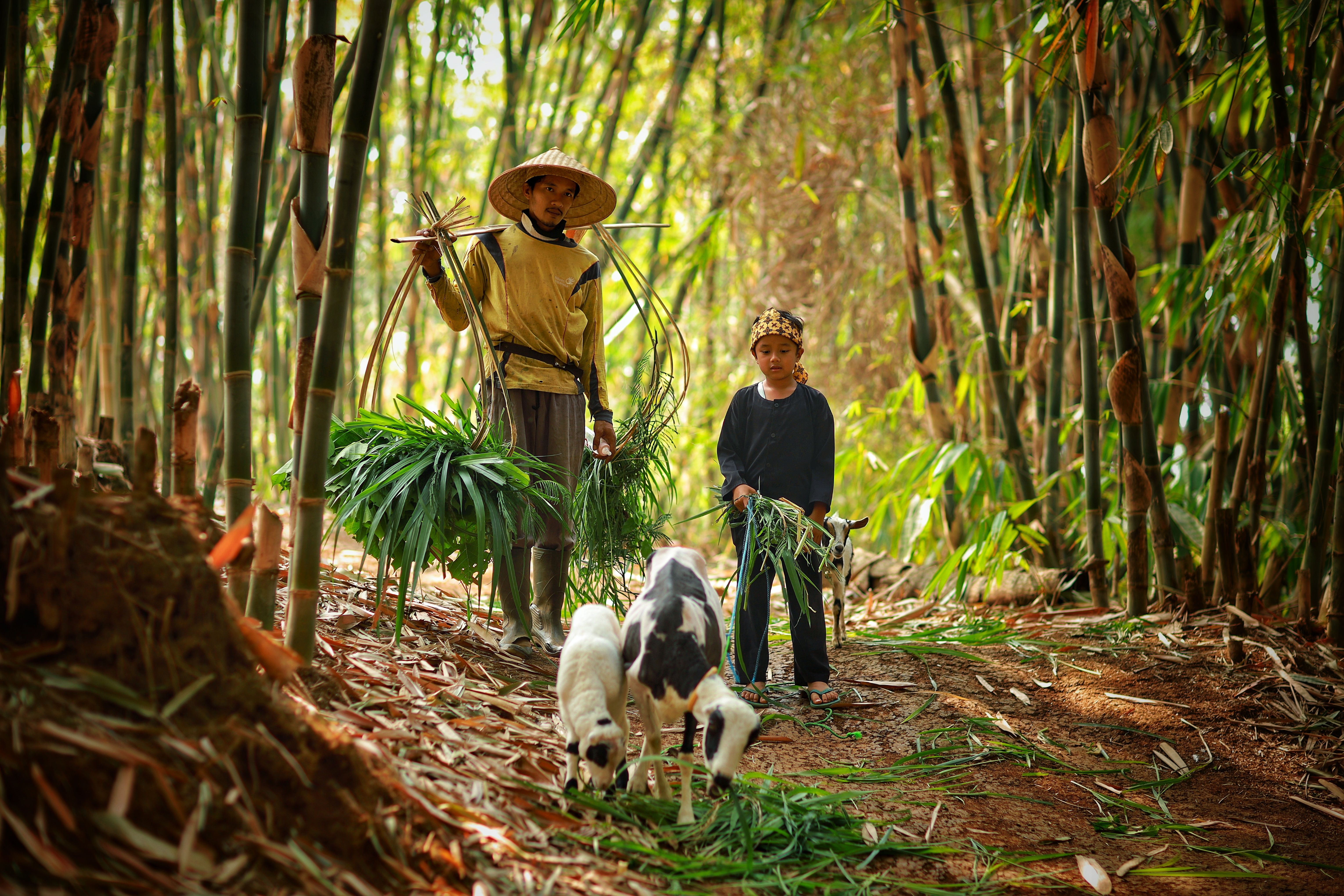 Traditional Farming Scene in Bamboo Forest · Free Stock Photo