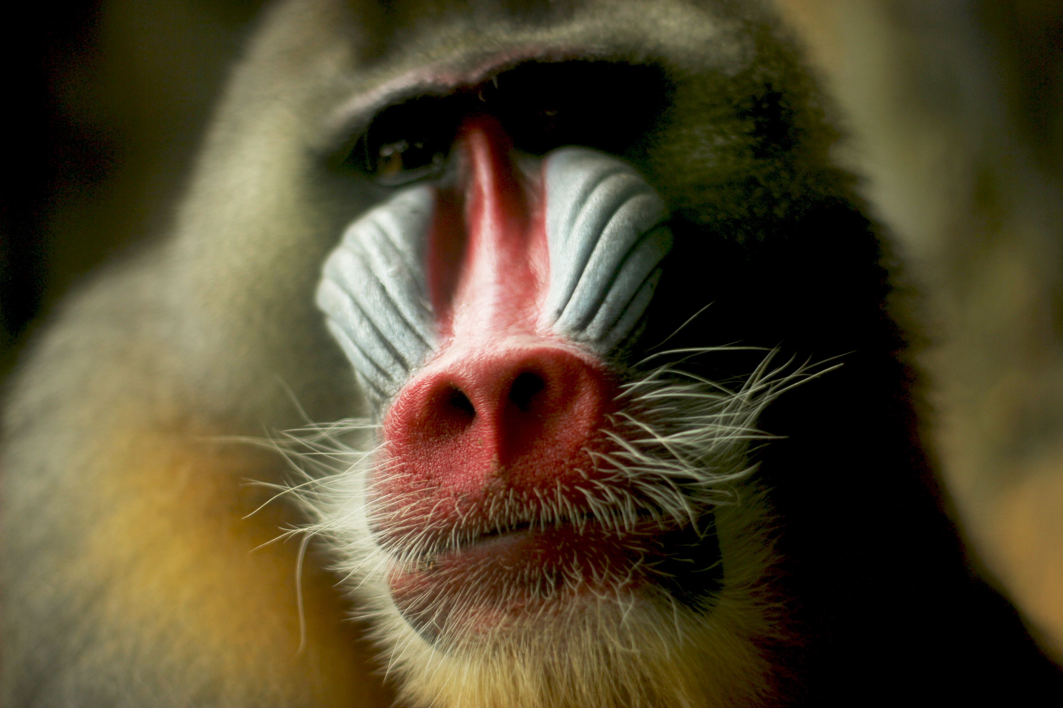 Close-up Portrait of a Mandrill in Indonesia · Free Stock Photo