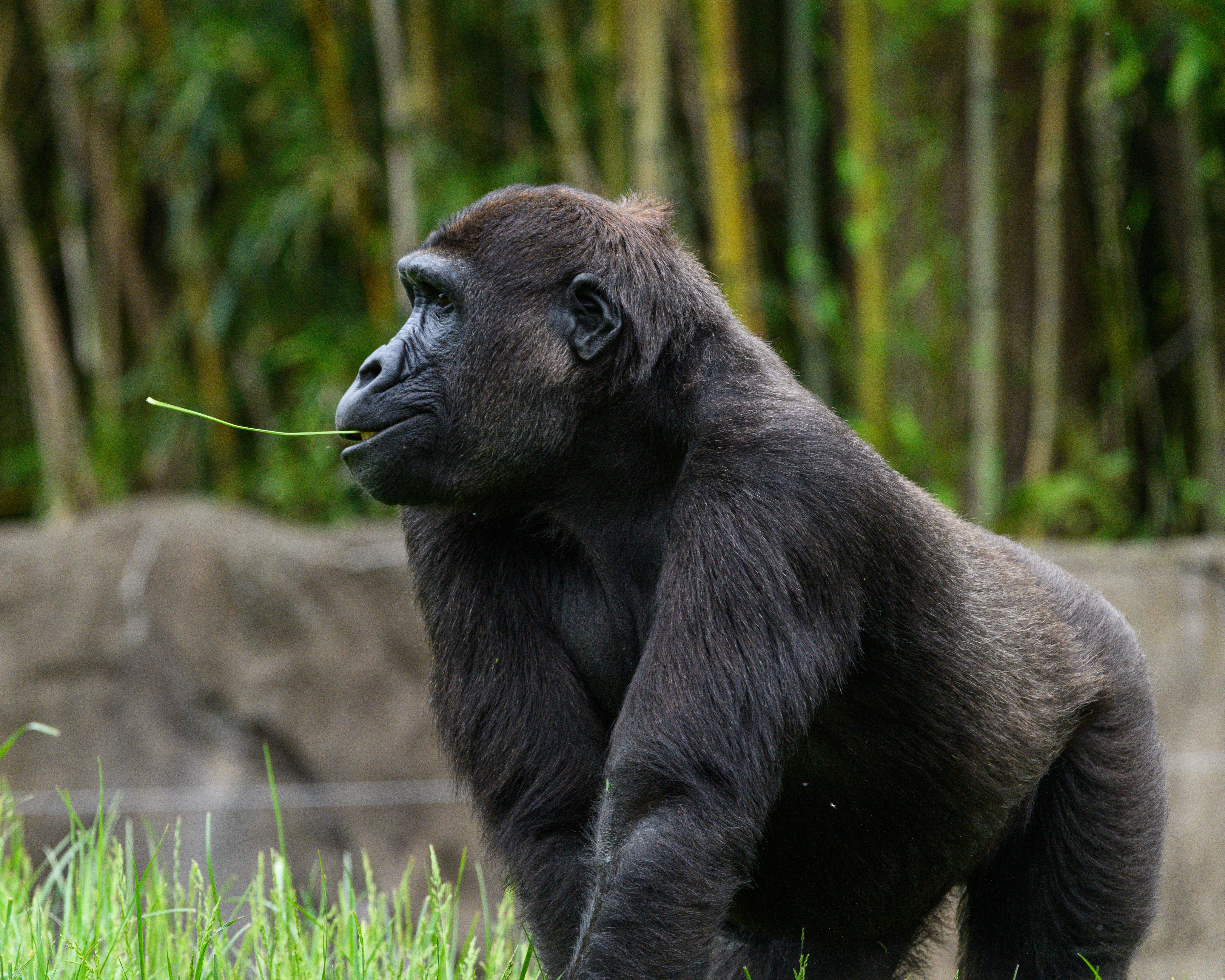 Gorilla in Natural Habitat Side Profile View · Free Stock Photo