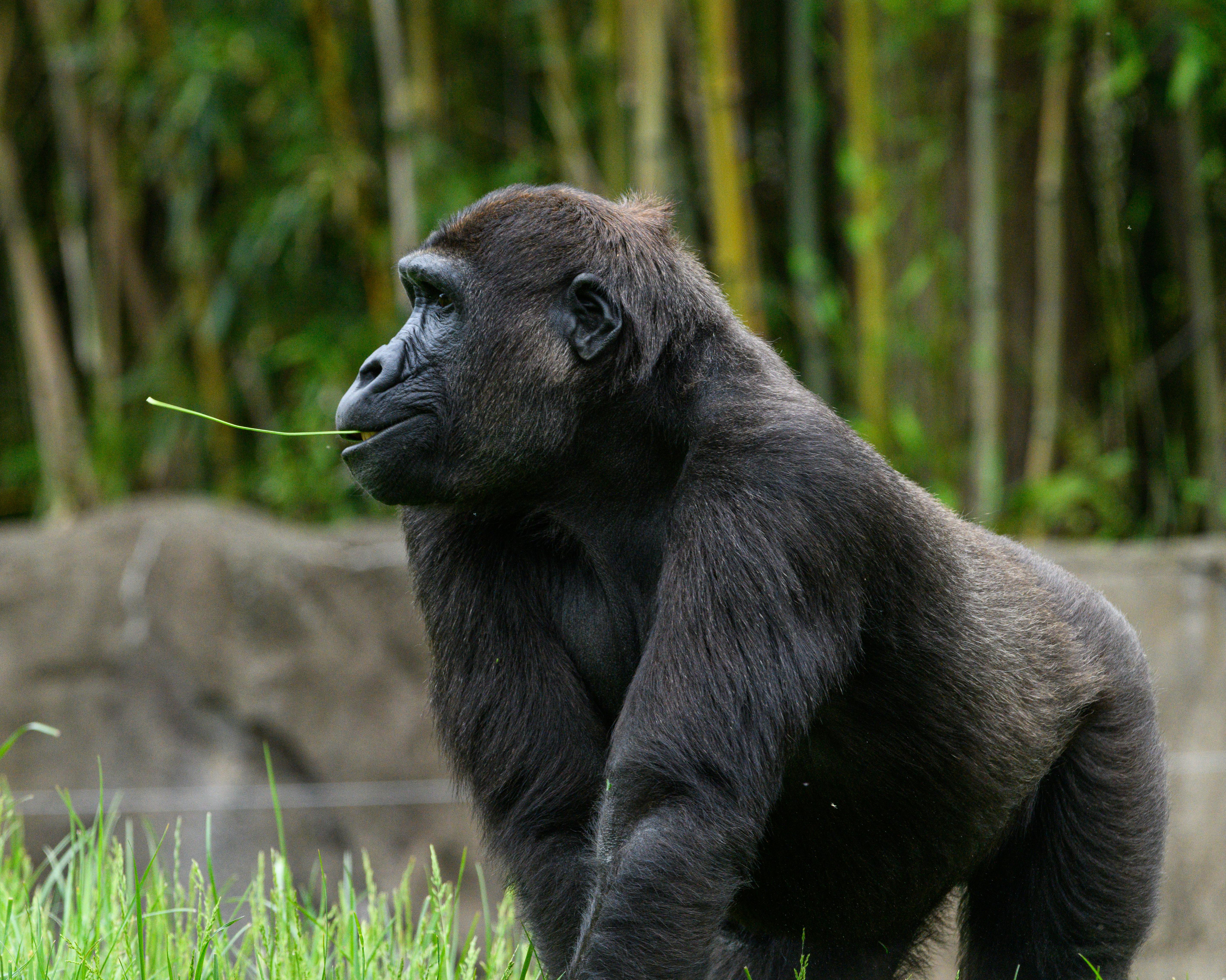 Silverback Photos, Download The BEST Free Silverback Stock Photos & HD ...
