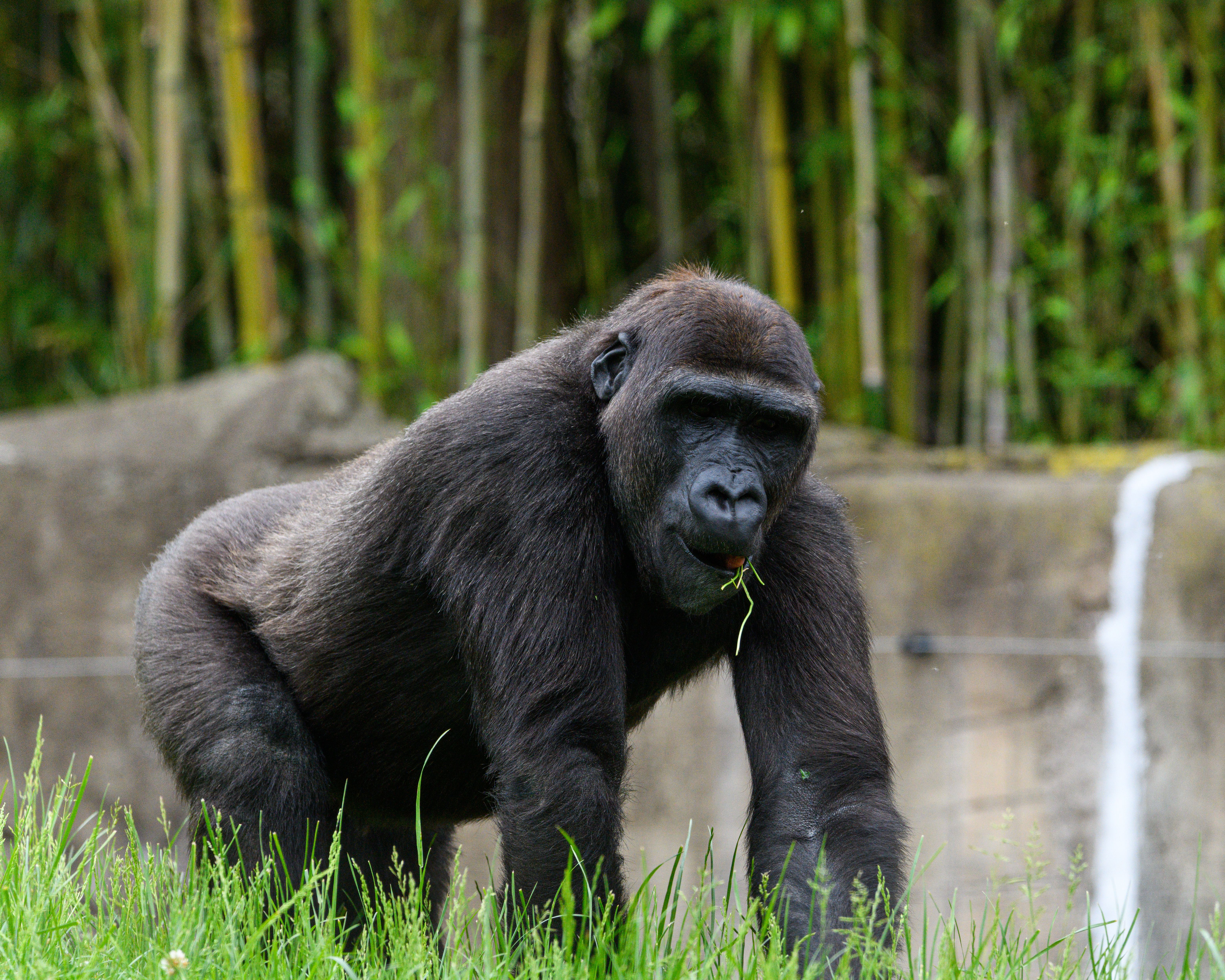 Close-up of Gorilla in Natural Habitat Outdoors · Free Stock Photo