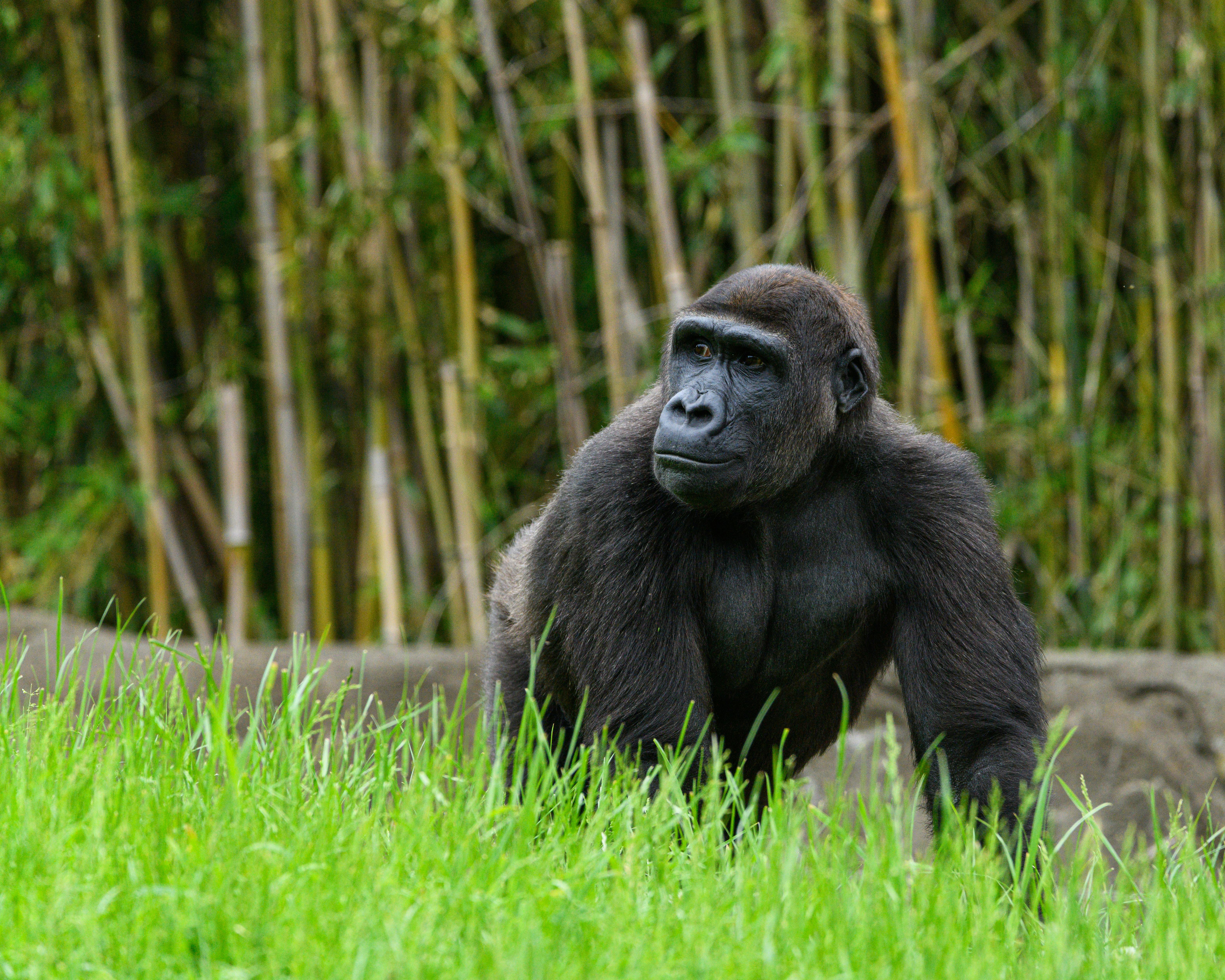 Congo Kin Photos, Download The BEST Free Congo Kin Stock Photos & HD Images