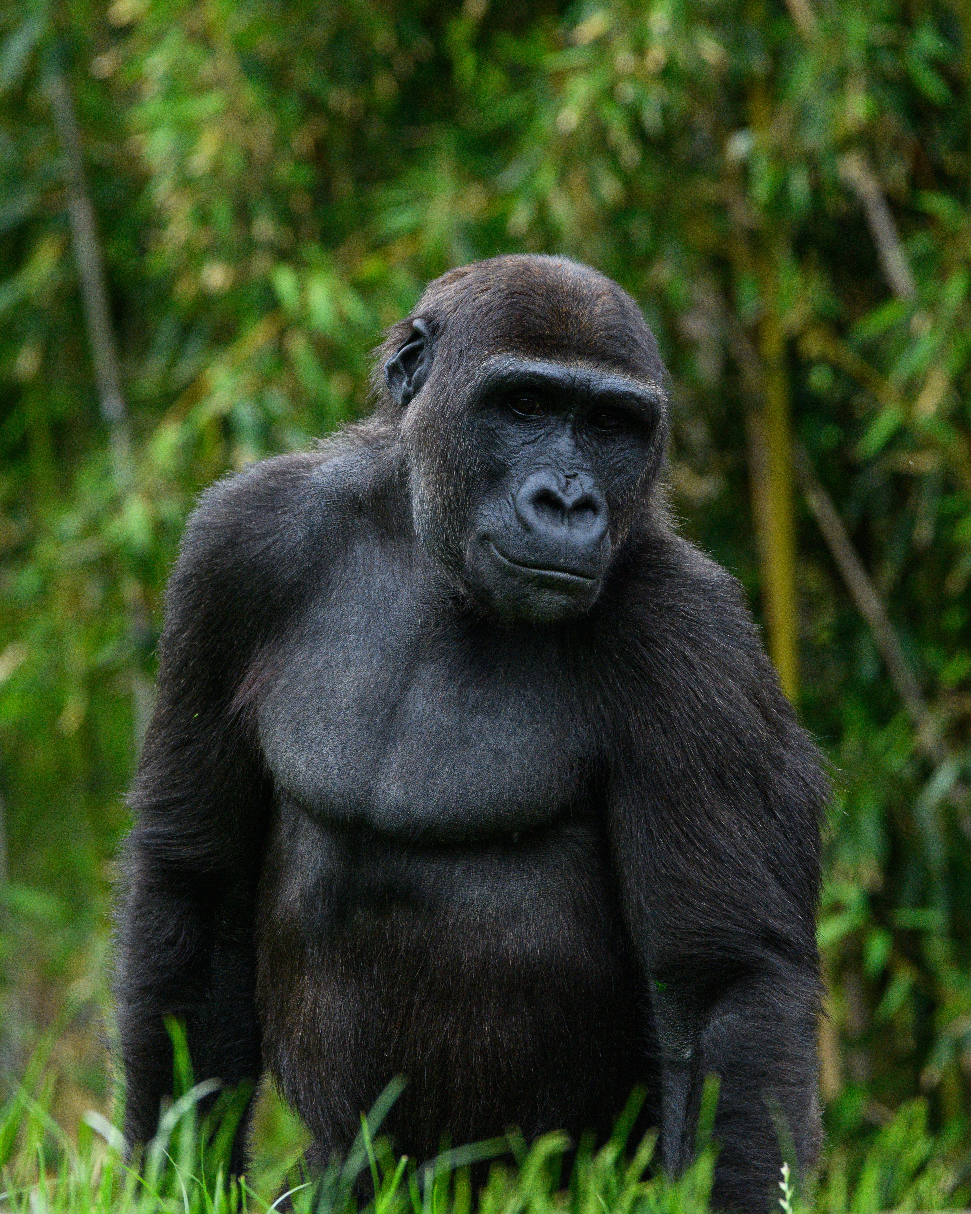 Large Primate Photos, Download The BEST Free Large Primate Stock Photos ...