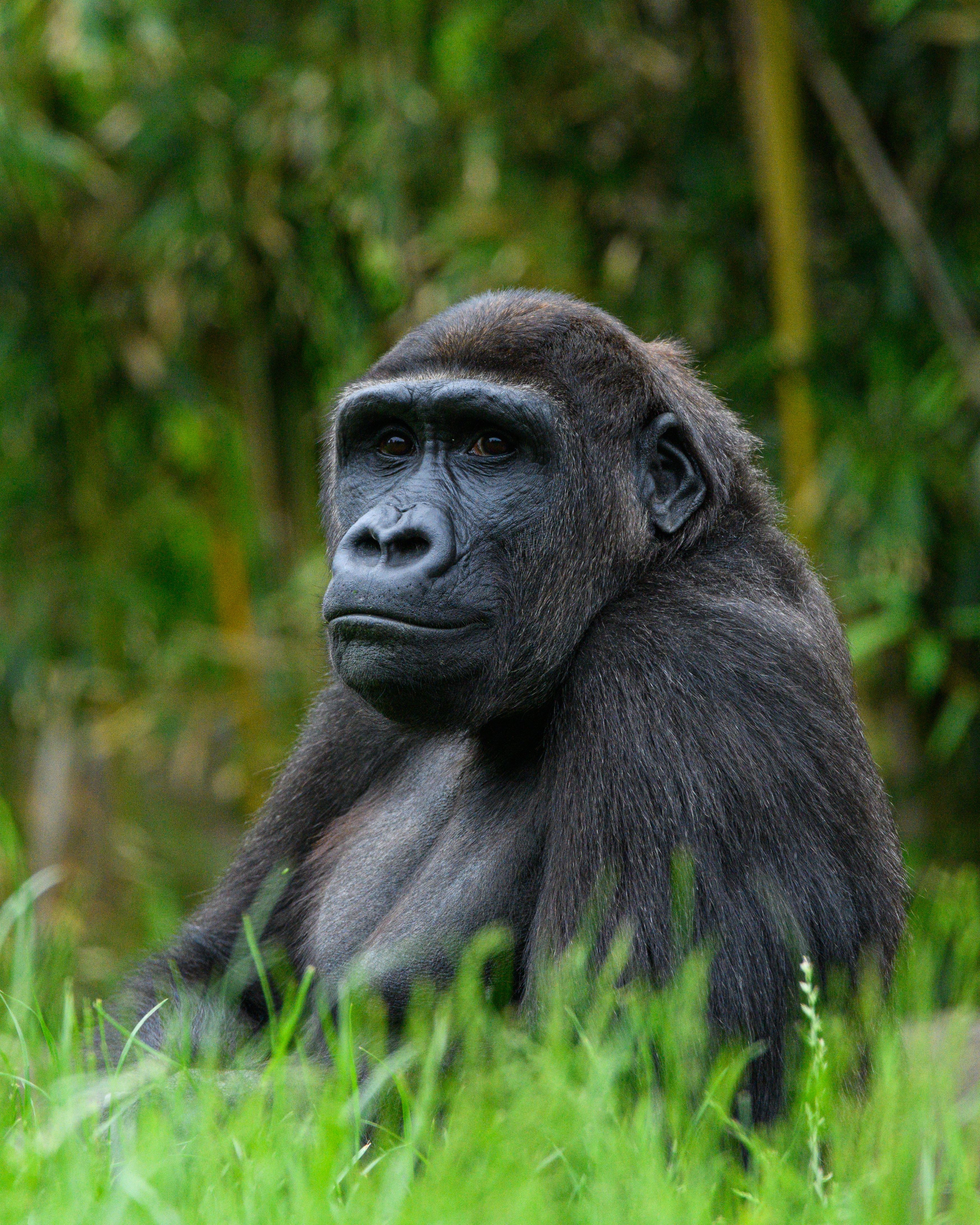 Majestic Gorilla in Lush Green Jungle Habitat · Free Stock Photo