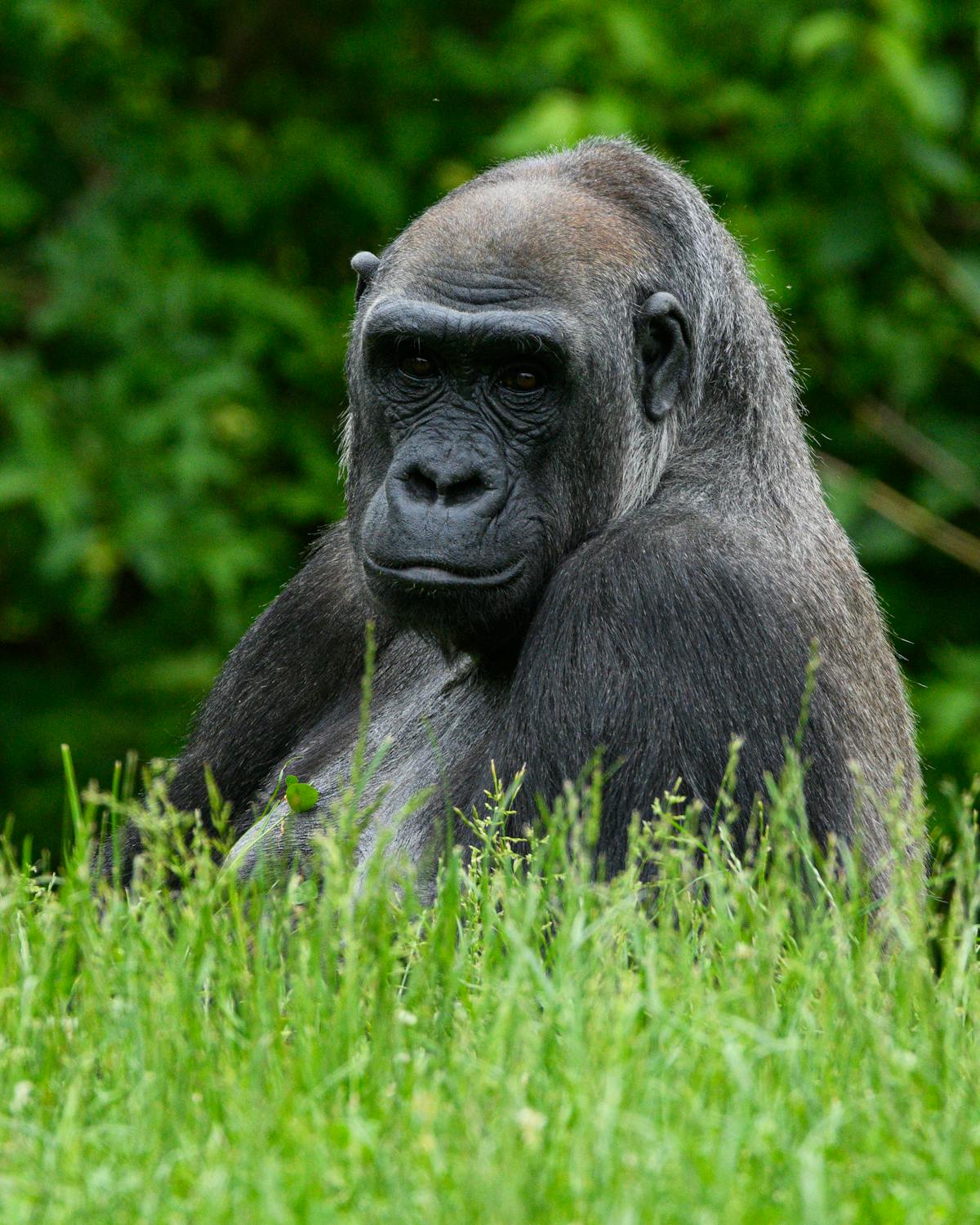 Gorilla Photos, Download The BEST Free Gorilla Stock Photos & HD Images