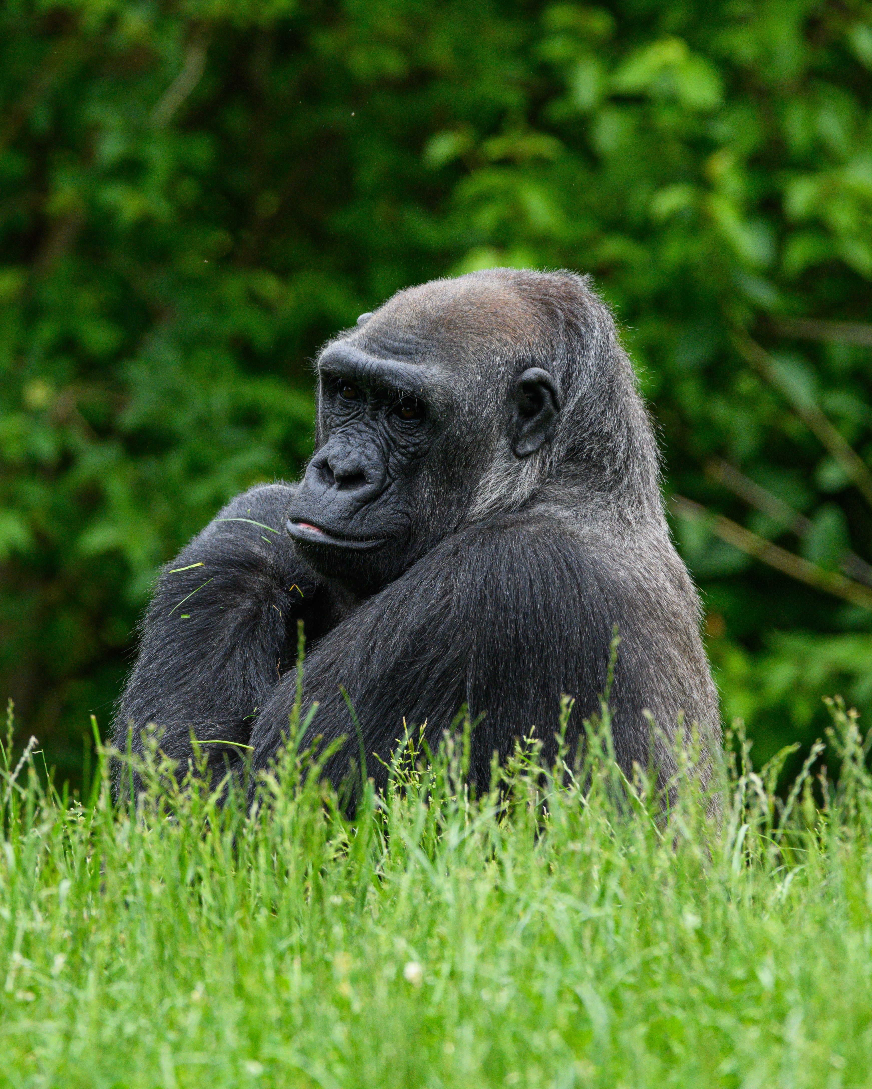 Primates Portrait Photos, Download The BEST Free Primates Portrait ...