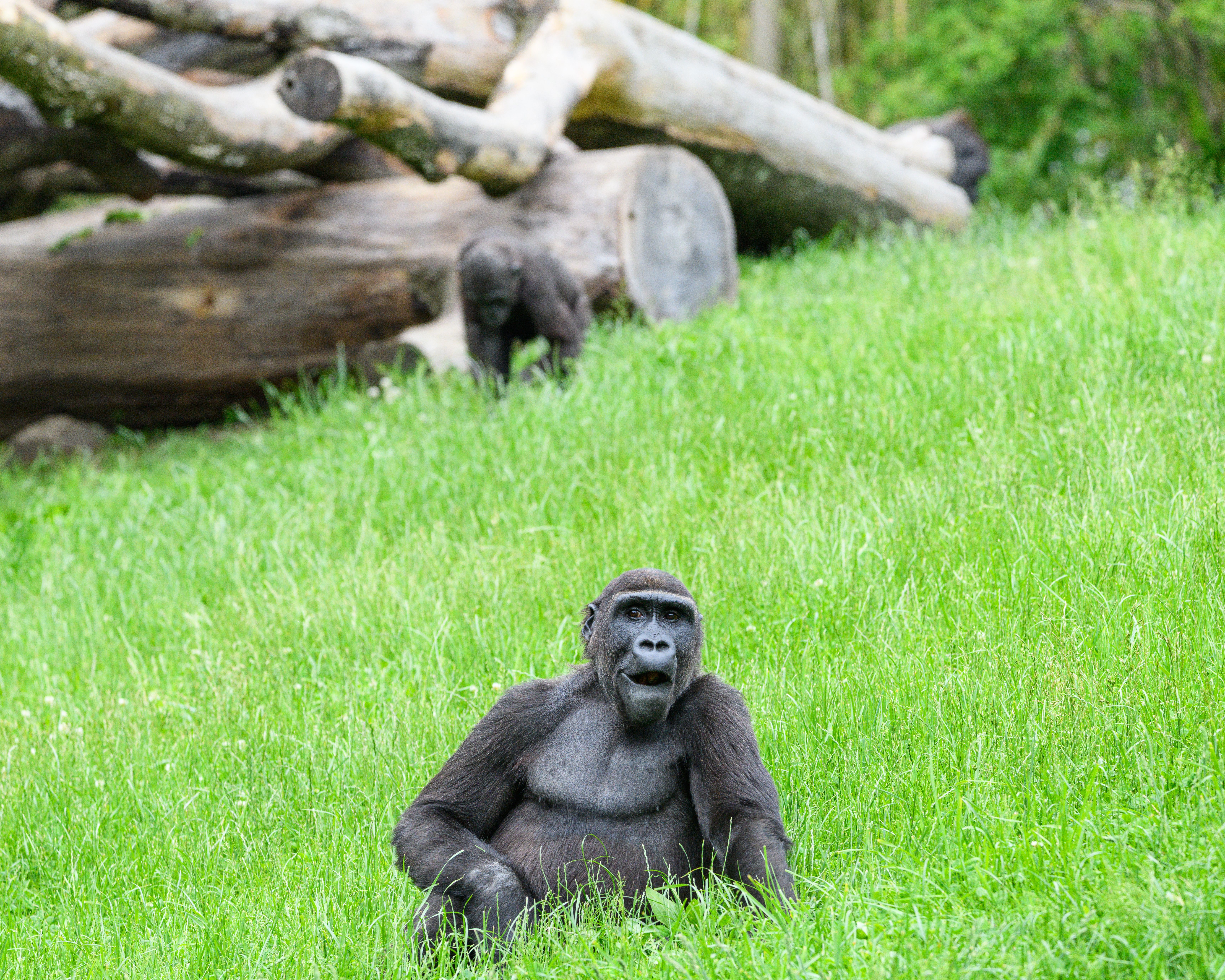 Relaxed Gorilla in Lush Green Grass Habitat · Free Stock Photo