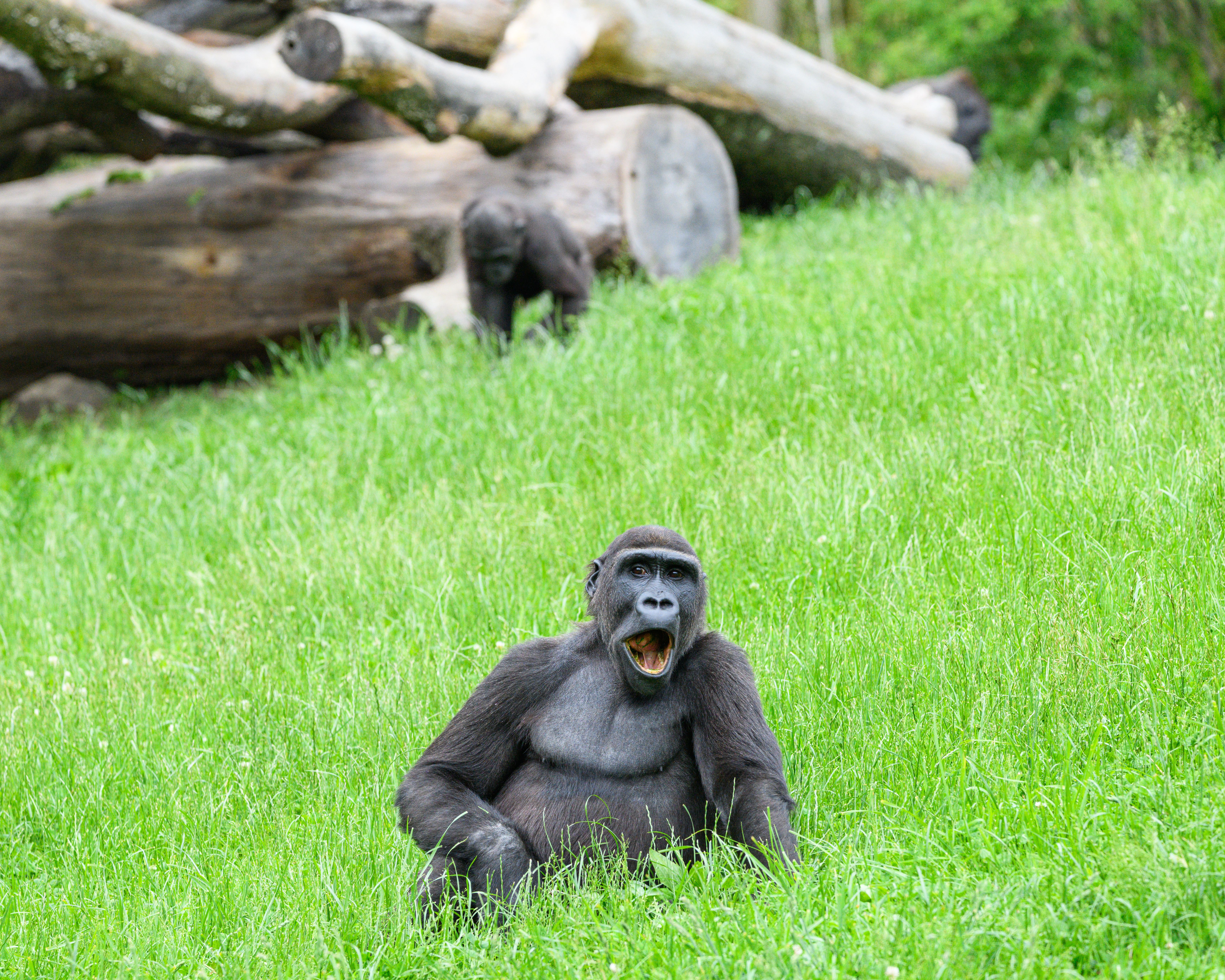 Playful Gorilla Relaxing on a Summer Day · Free Stock Photo