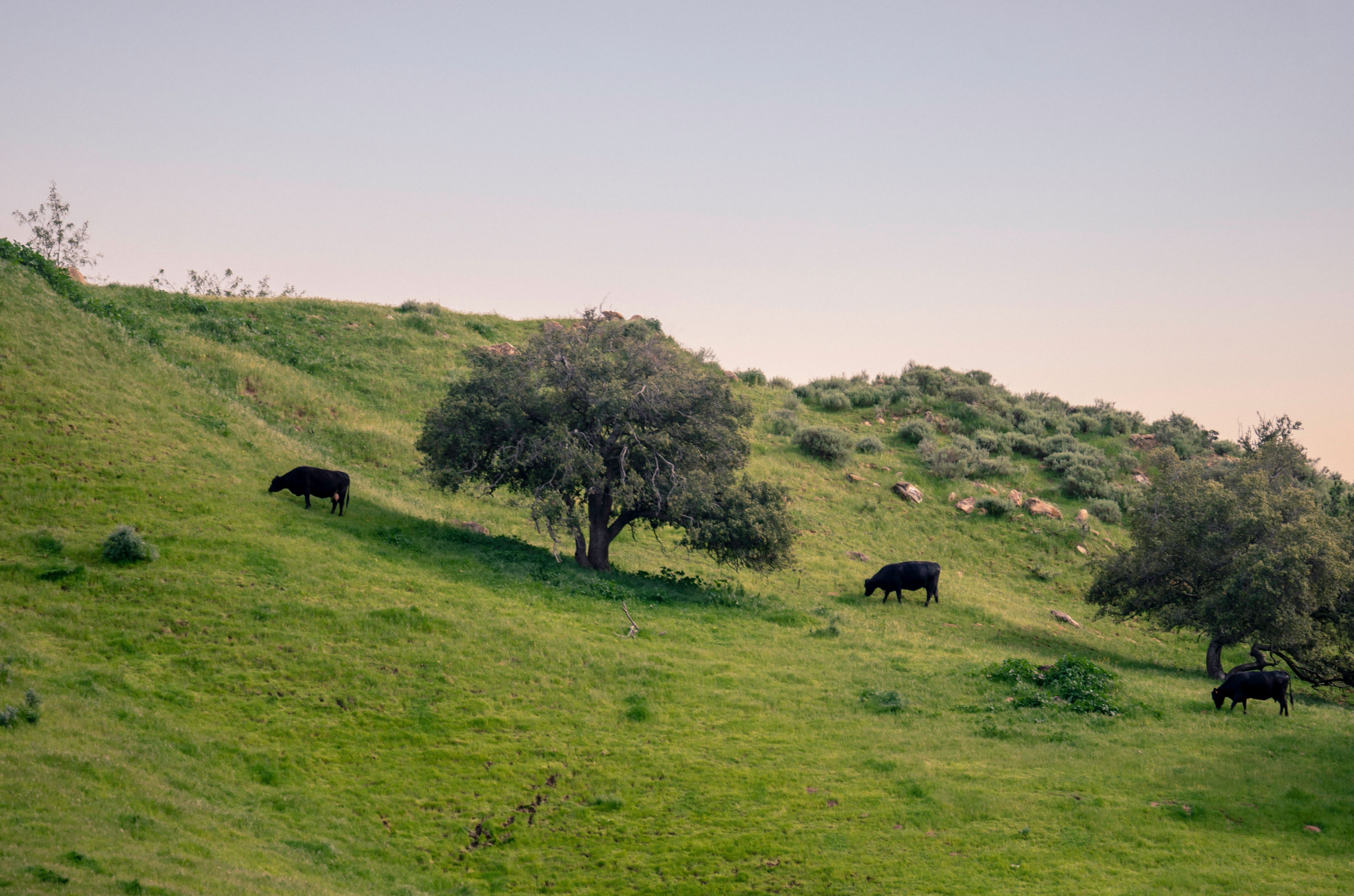 Pastoral Scene in Chino Hills with Grazing Cattle · Free Stock Photo