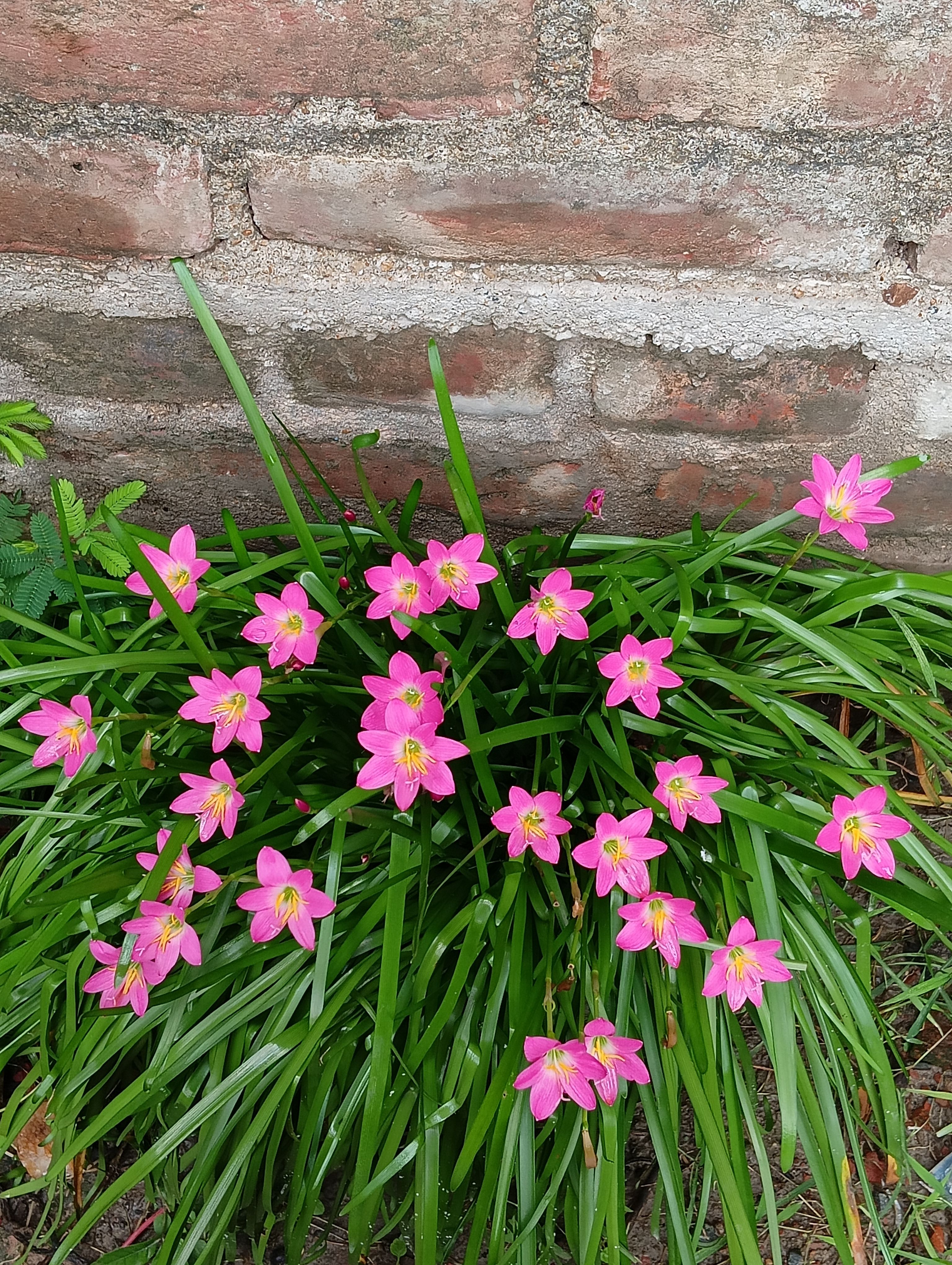 Lirios De Lluvia De Color Rosa Vibrante Contra Una Pared De Ladrillos ...