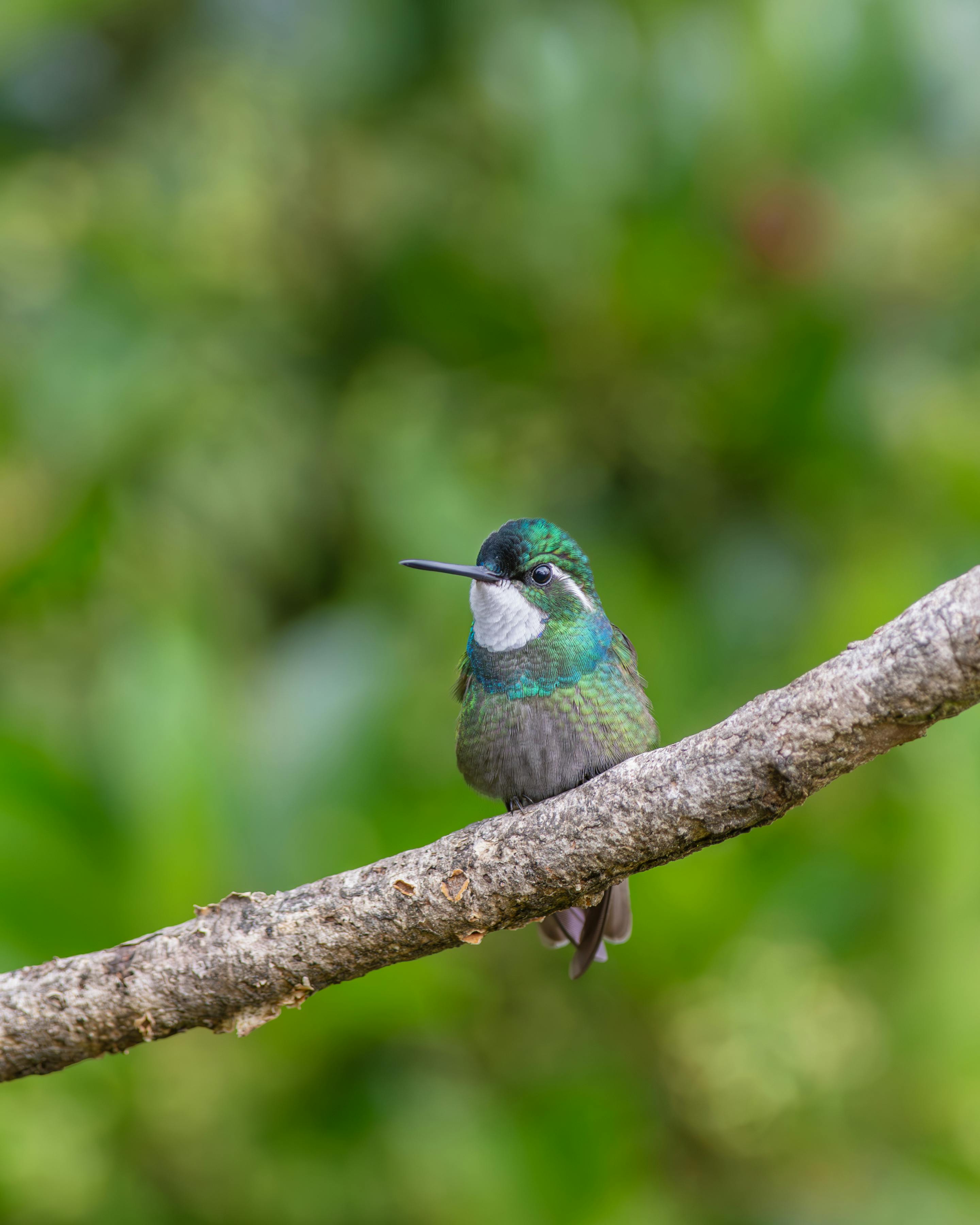 Colibrí Vibrante Posado En Costa Rica · Foto de stock gratuita