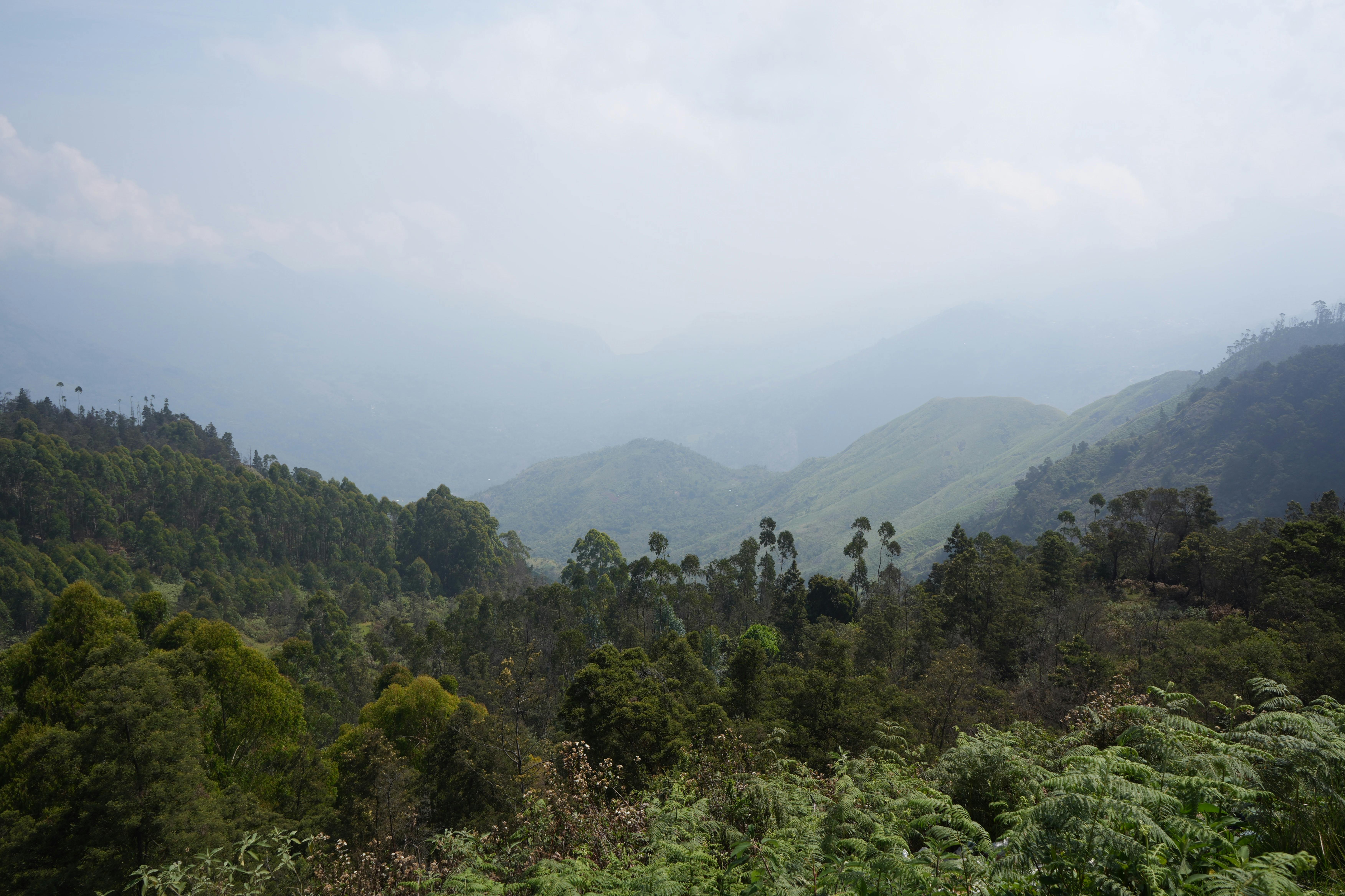 Wuthering+Waves+ +Ciaconna+Wallpaper Photos, Download The BEST Free ...