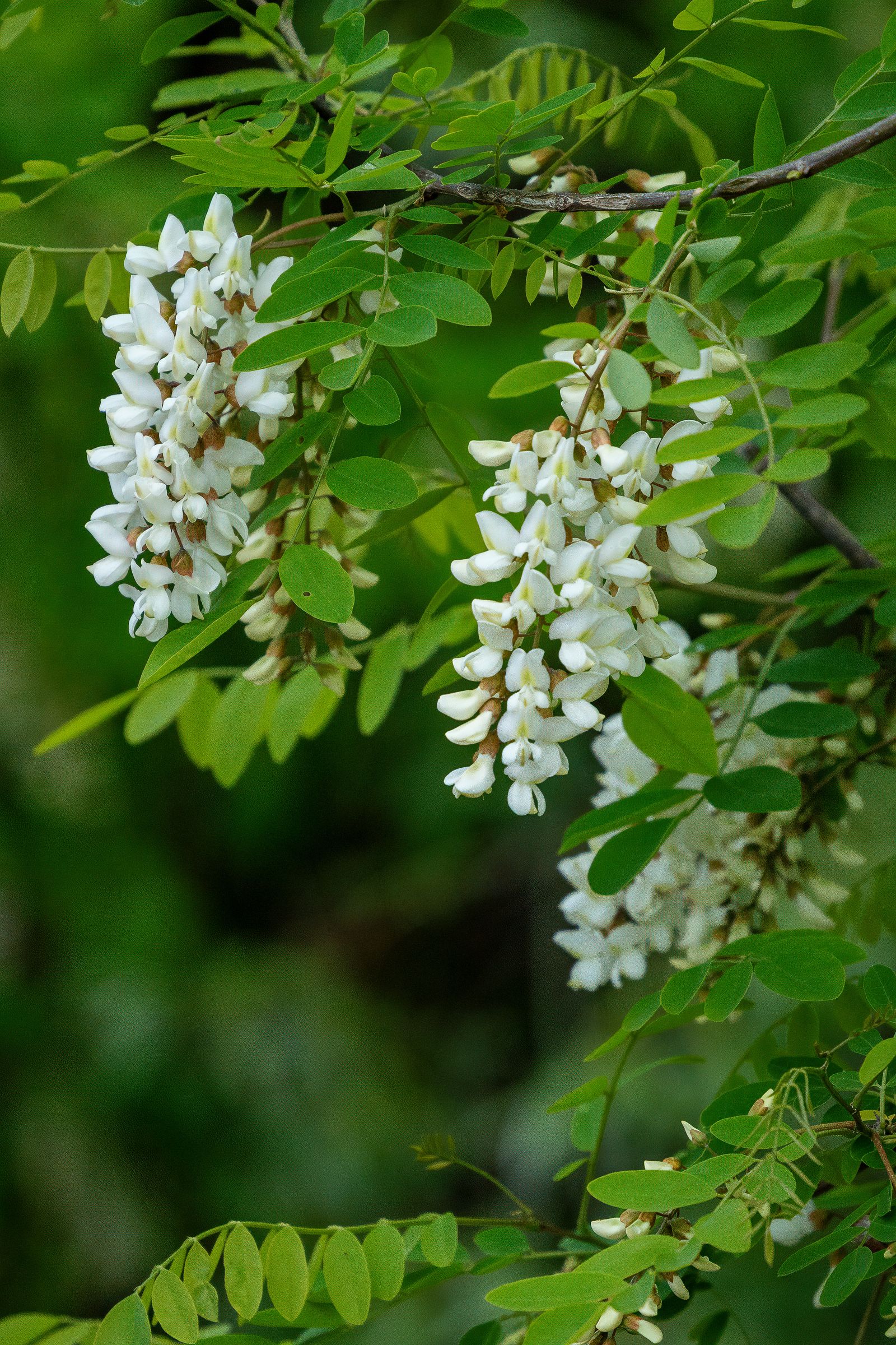 Acacia Tree Photos, Download The BEST Free Acacia Tree Stock Photos ...