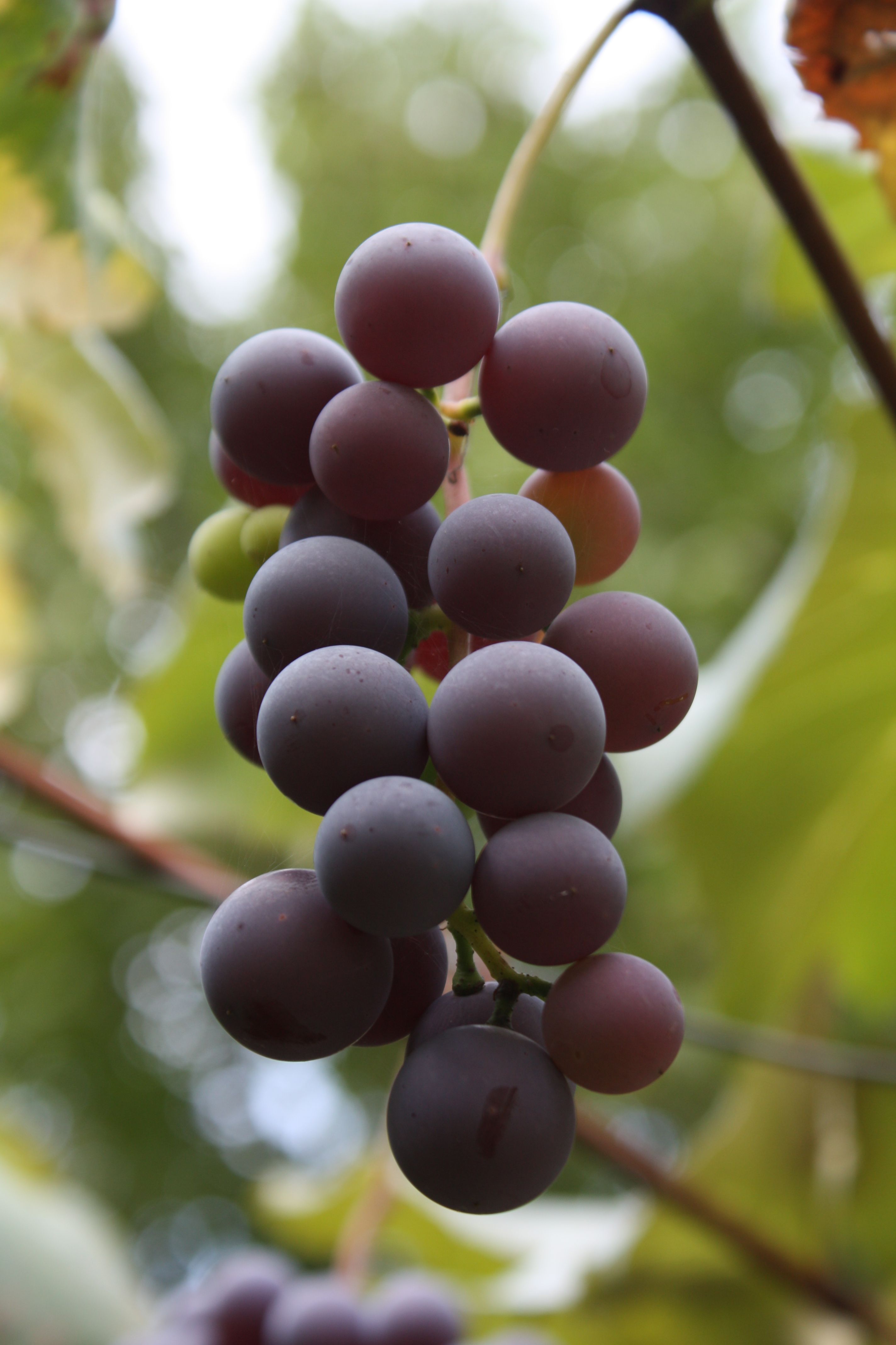 Close Up Photo of Grape Fruit · Free Stock Photo
