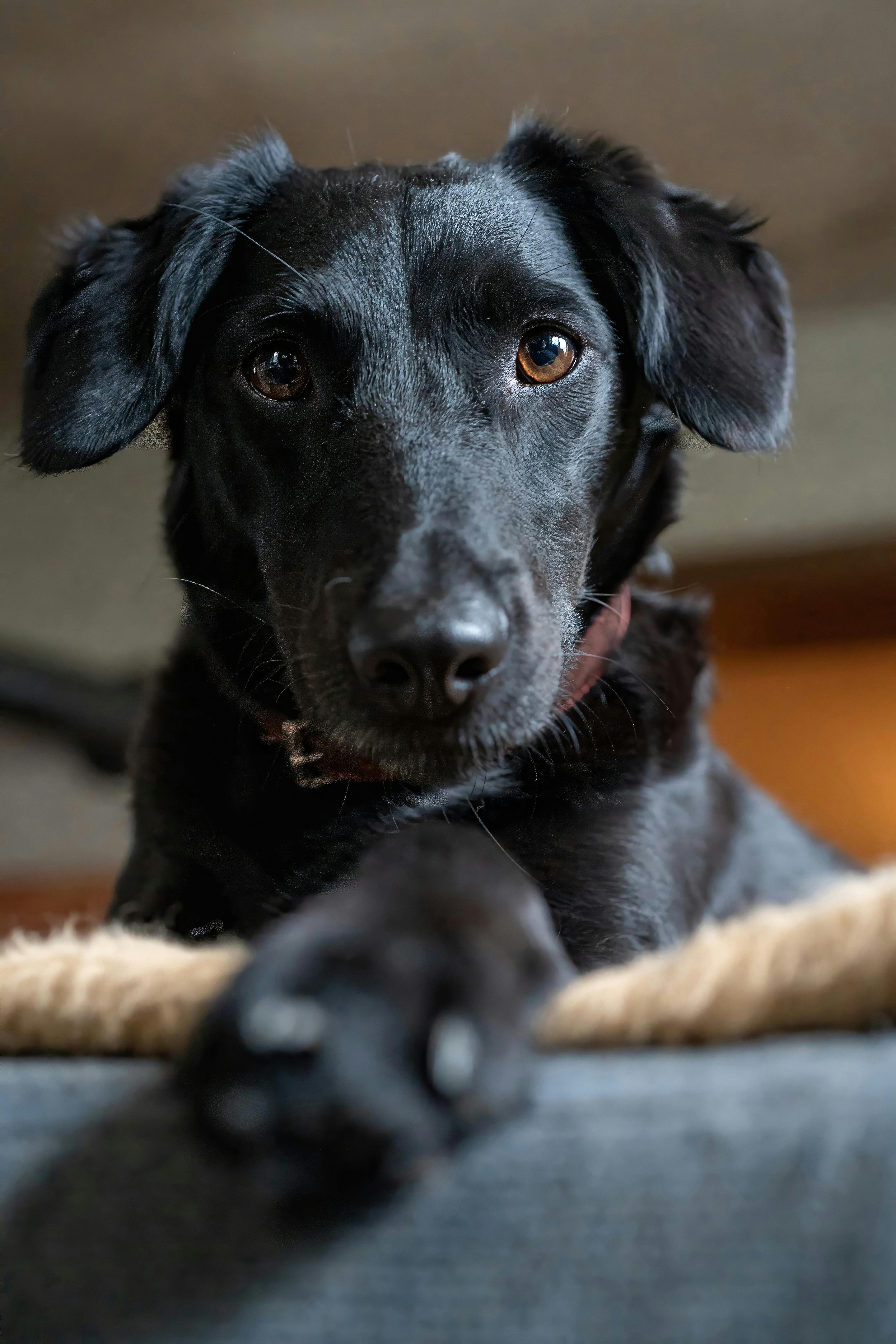 Dogs At Home Photos, Download The BEST Free Dogs At Home Stock Photos ...