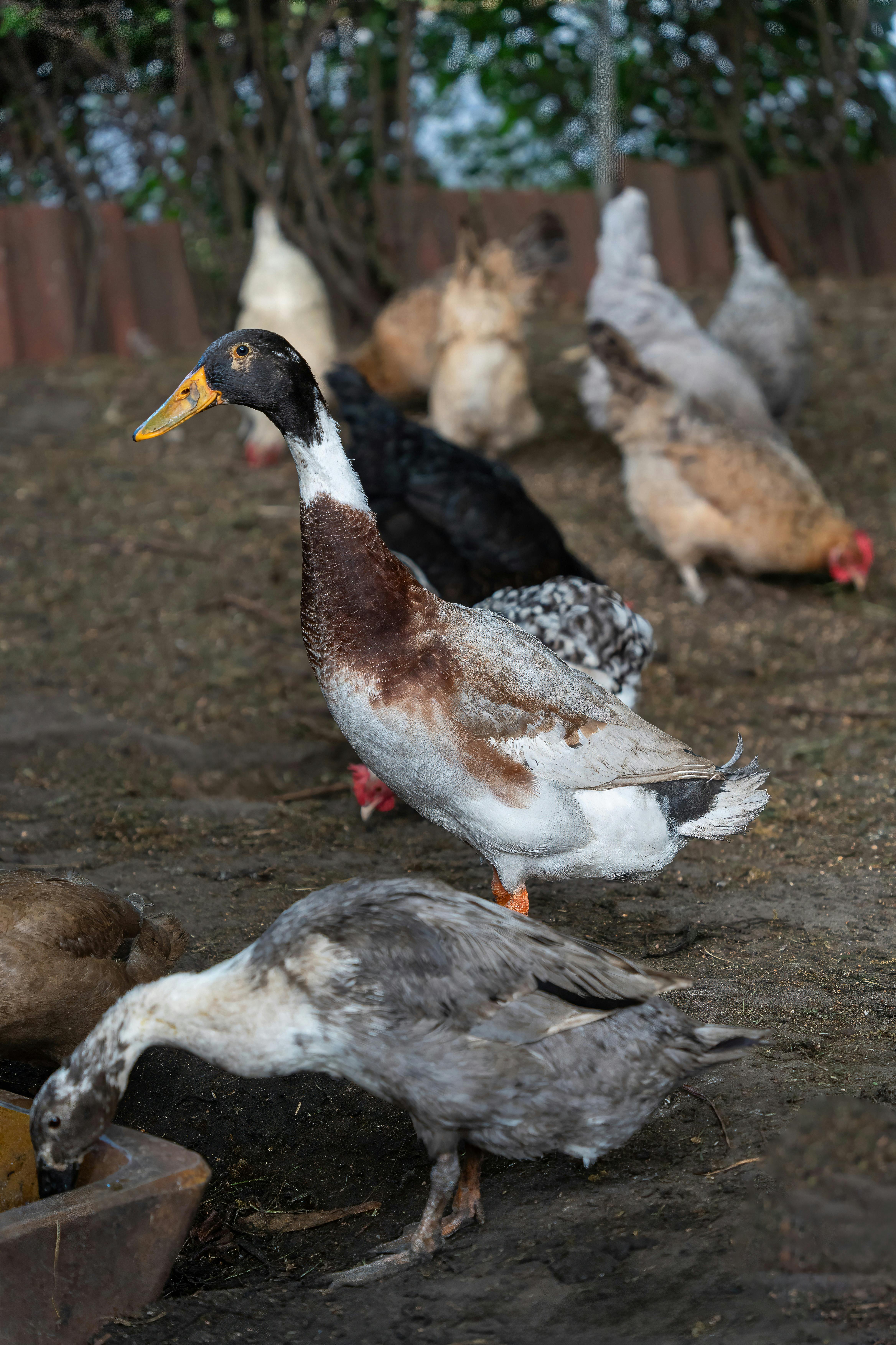 Diverse Poultry Flock Feeding Outdoors · Free Stock Photo