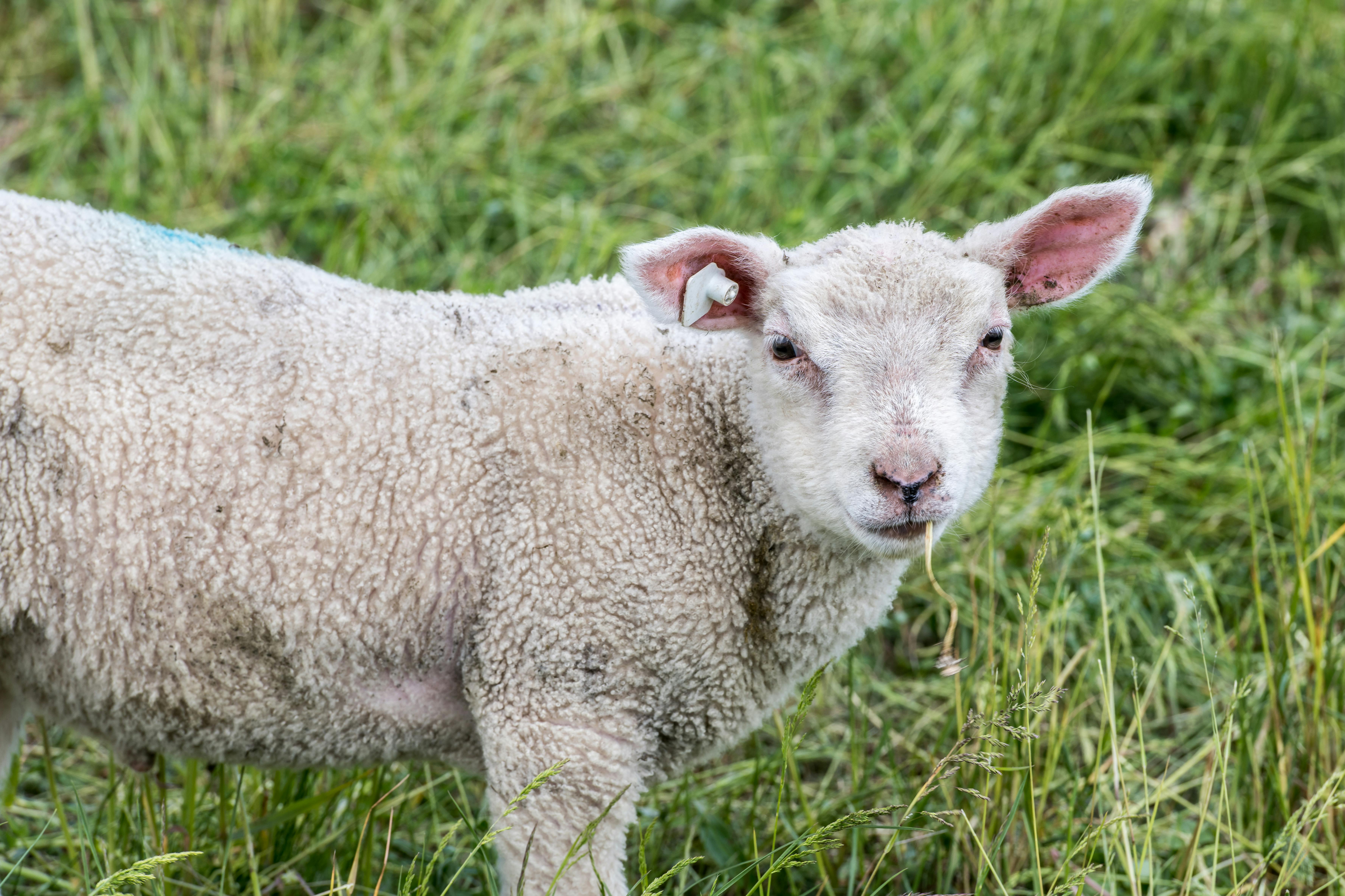 Barang Lamb Lab Photos, Download The BEST Free Barang Lamb Lab Stock ...