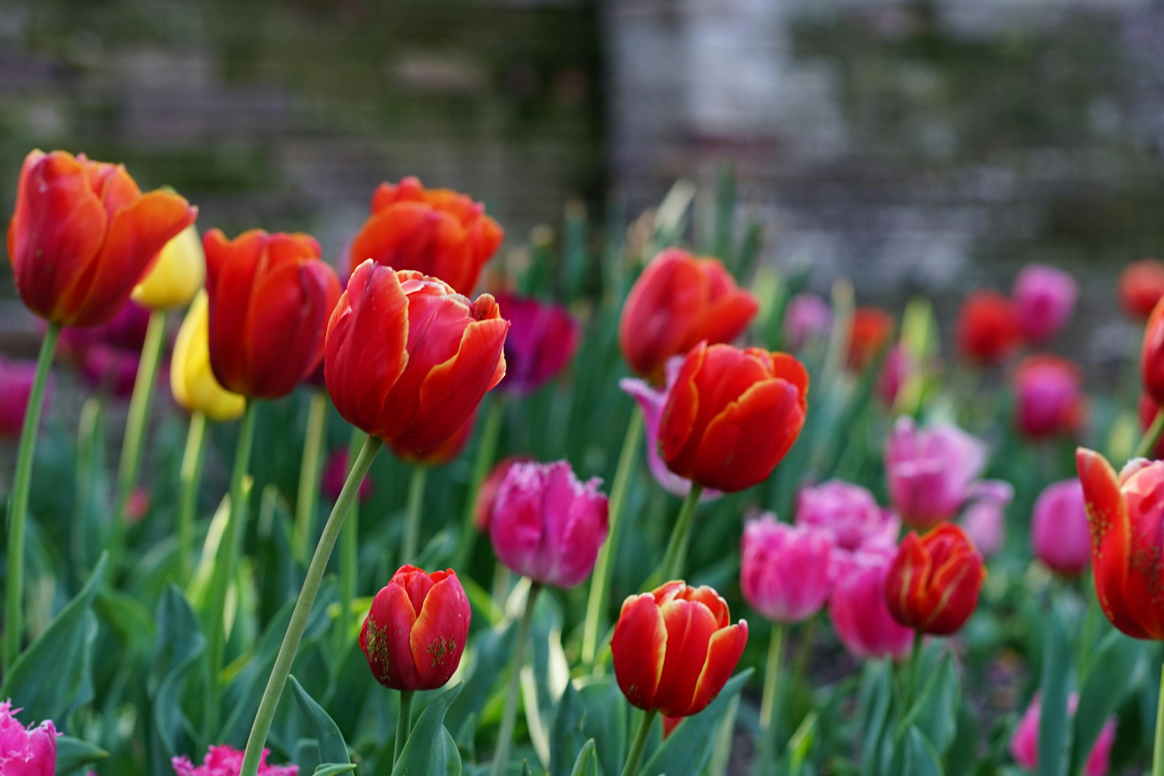 Vibrant Tulip Garden in Bloom During Spring · Free Stock Photo
