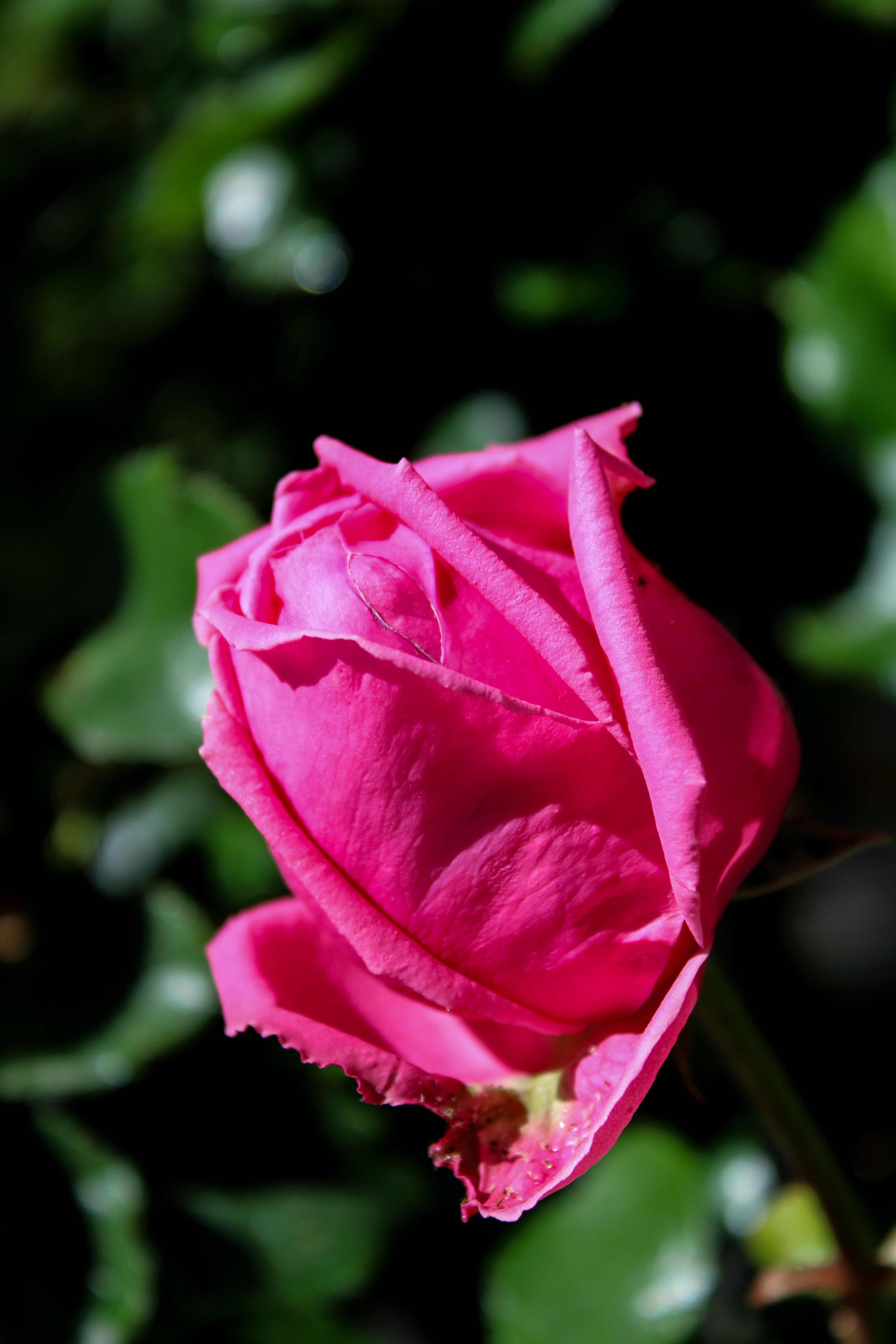 Rose Garden Photos, Download The BEST Free Rose Garden Stock Photos ...